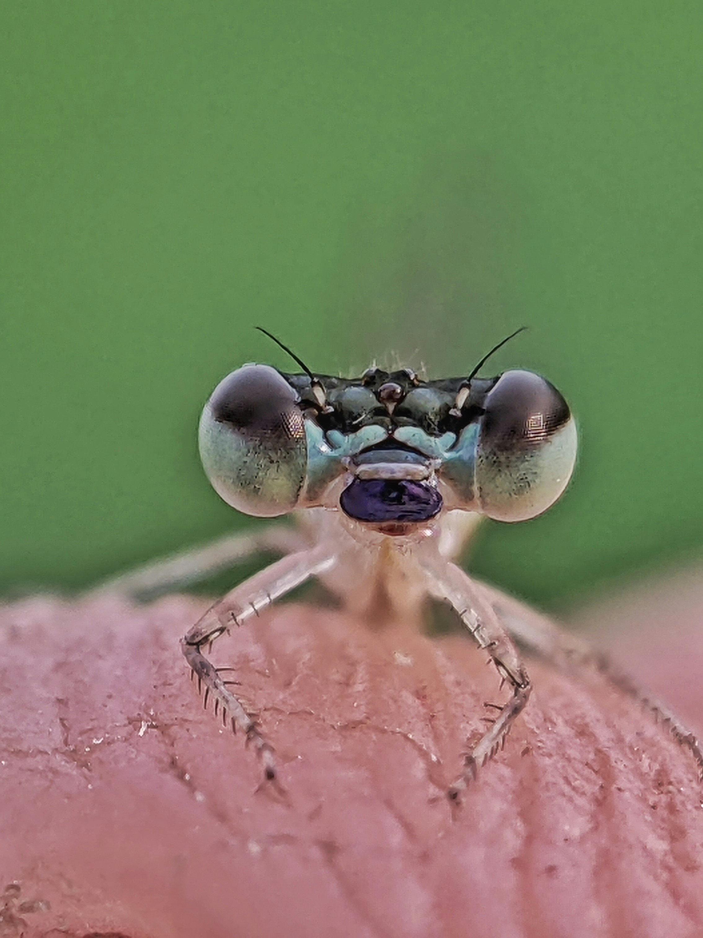 Face-to-Face with a Micro Marvel: Close-Up of a Tiny Insect's Giant Eyes