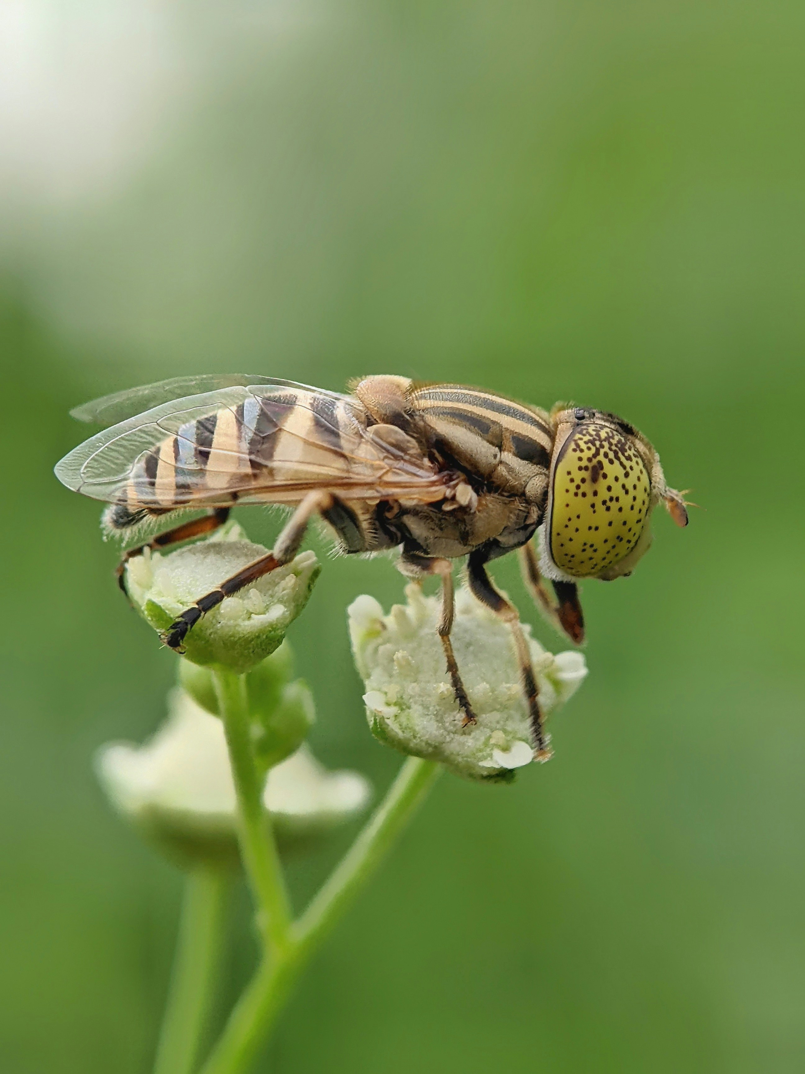 Hoverfly Vigil on White Bloom: A Macro Moment in a Quiet Green Field