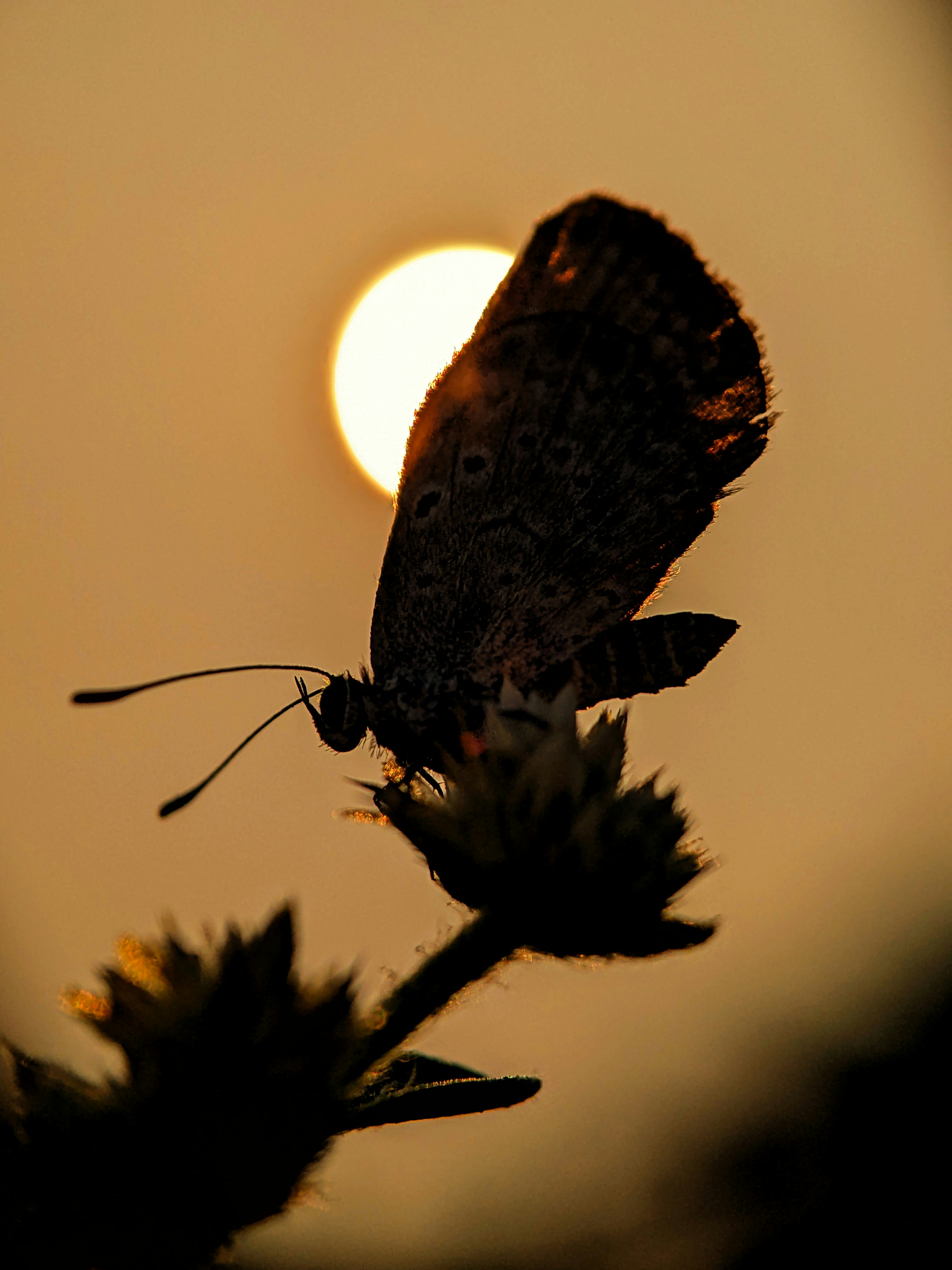 Photo by sai pixels with Google Pixel 3a