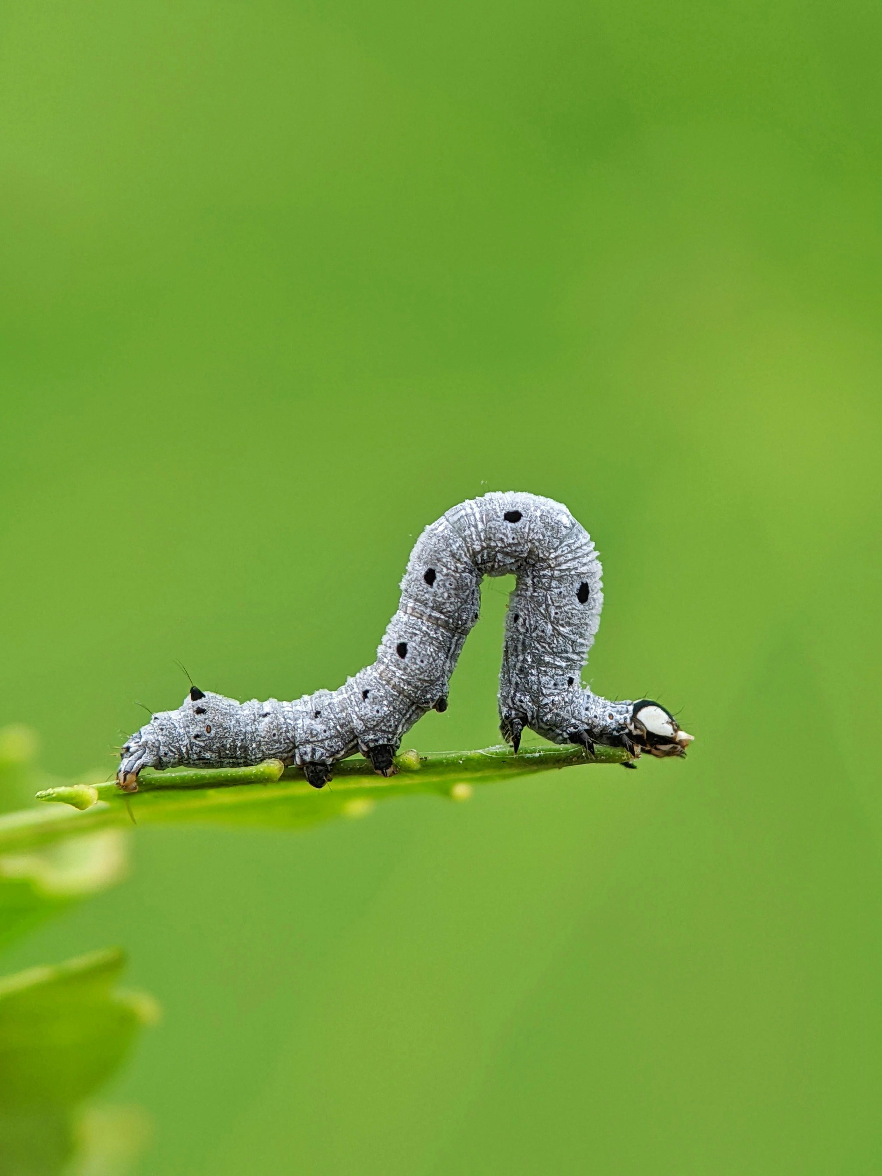 Photo by sai pixels with Google Pixel 3a