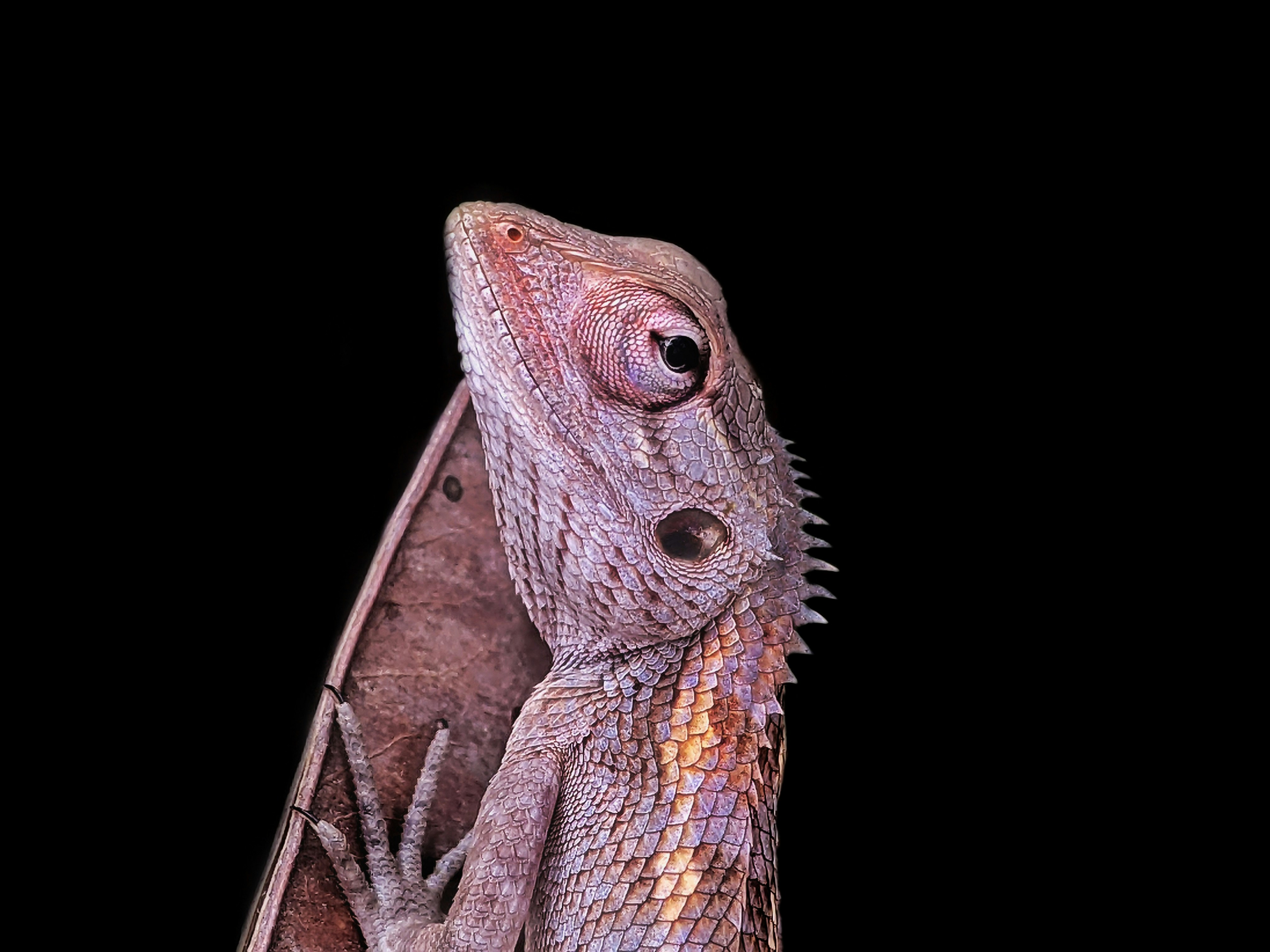 Nocturnal Focus: Close-Up Portrait of a Bearded Dragon on Velvet Black