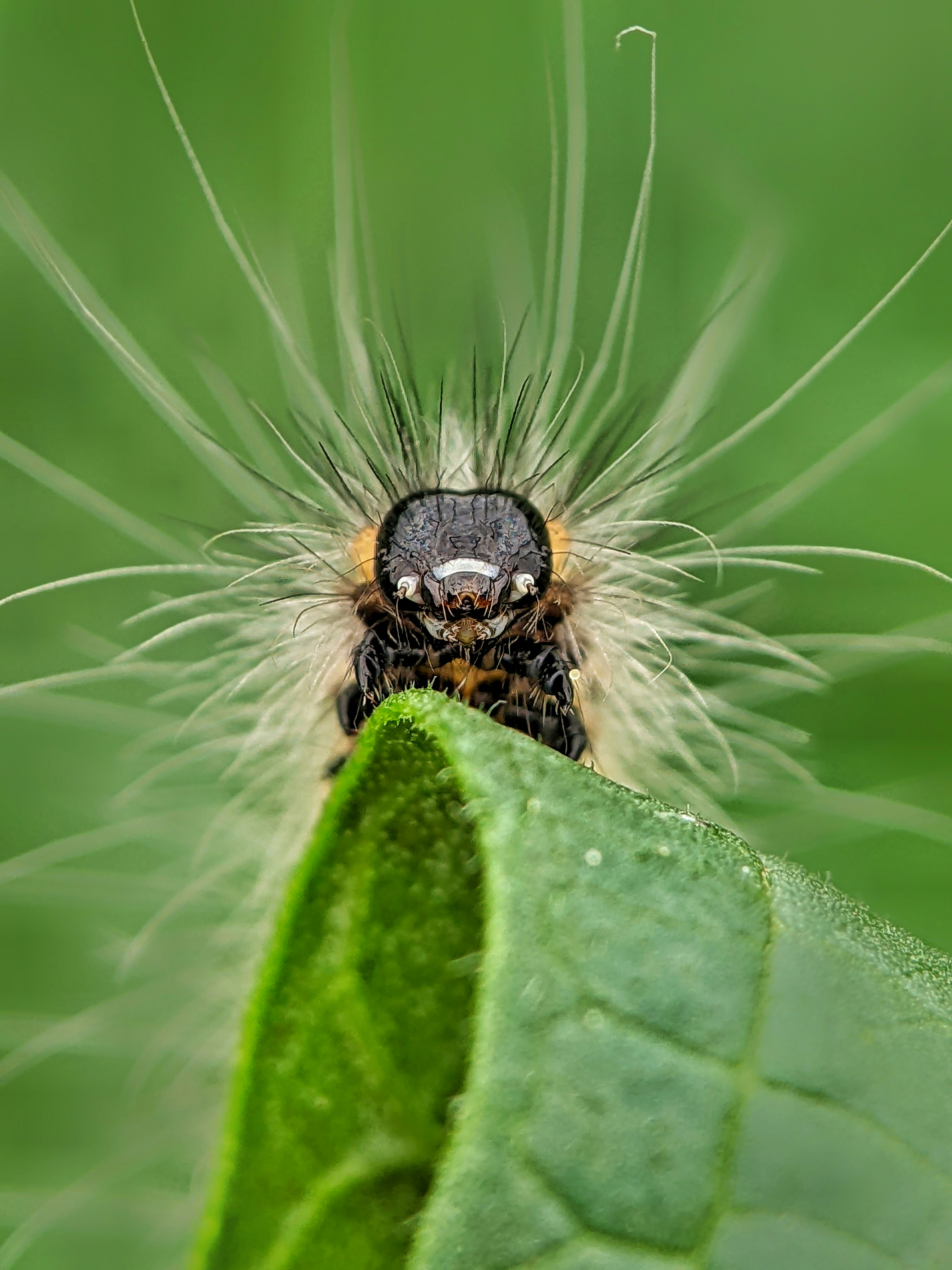 Bristle-Crowned Caterpillar Peering Over a Leaf Edge