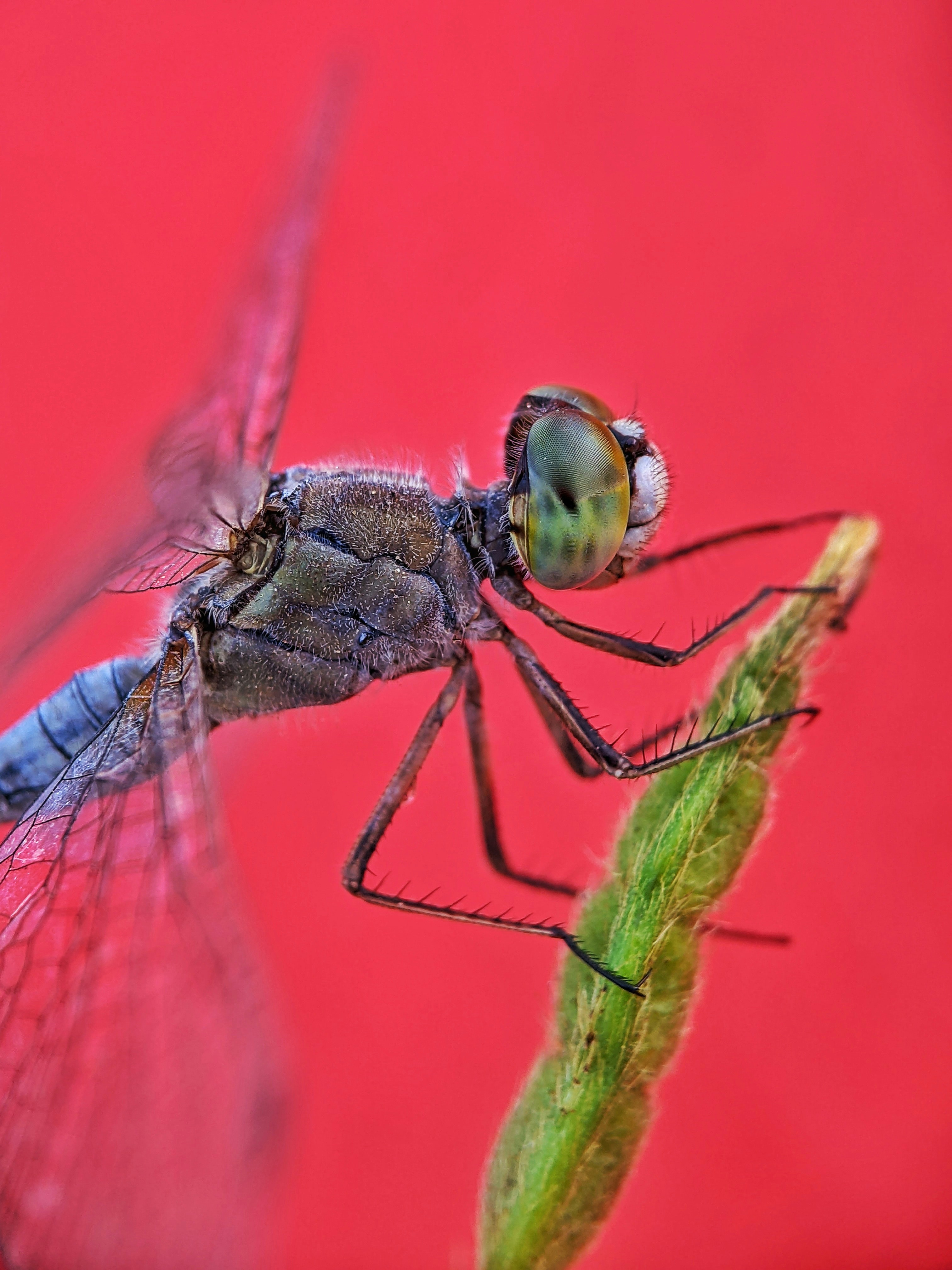 Macro close-up of a dragonfly perched on a green stem against a vivid red background.