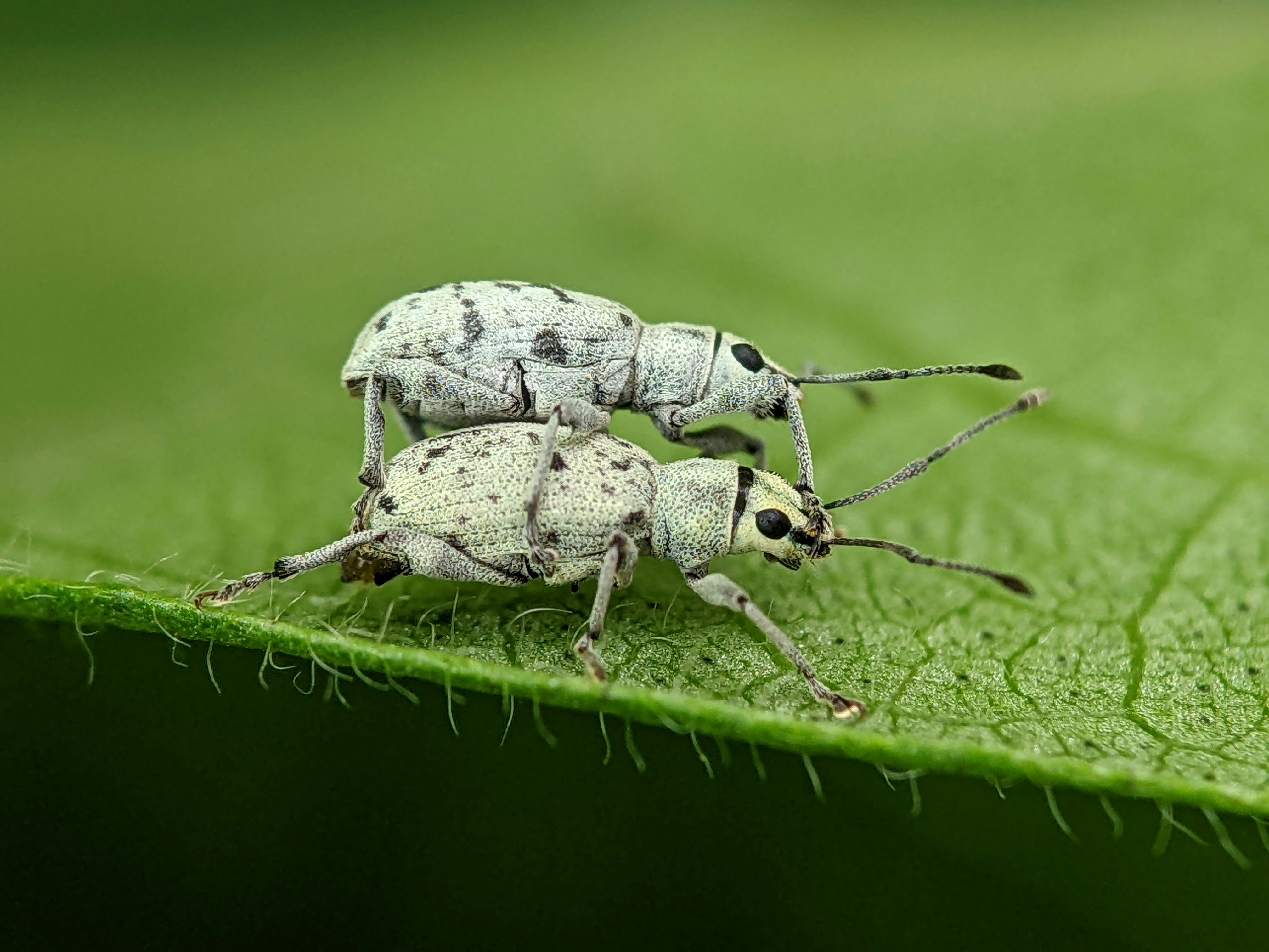 Photo by sai pixels with Google Pixel 3a