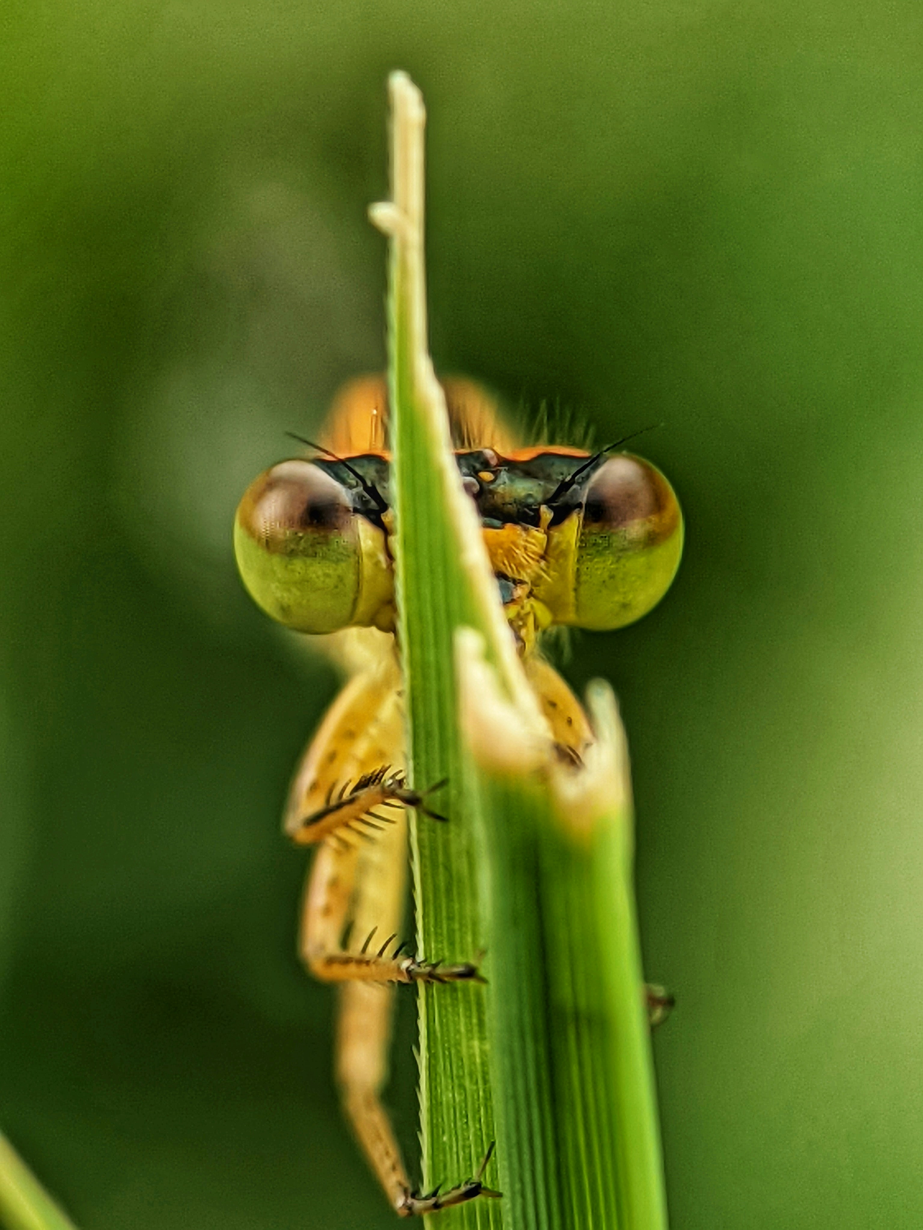 A close-up of a yellow damselfly on a green leaf