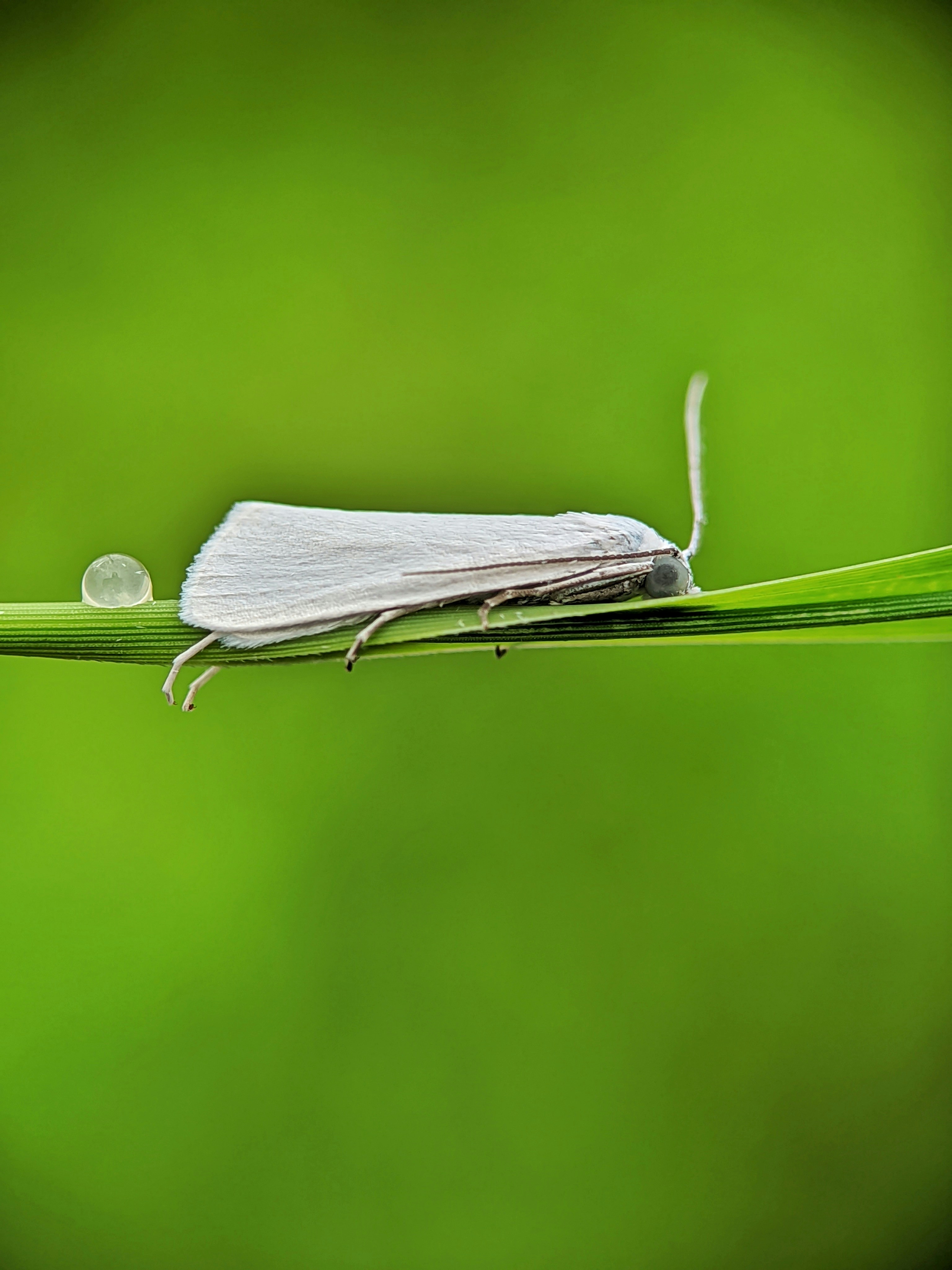 A white moth rests on a green blade of grass.