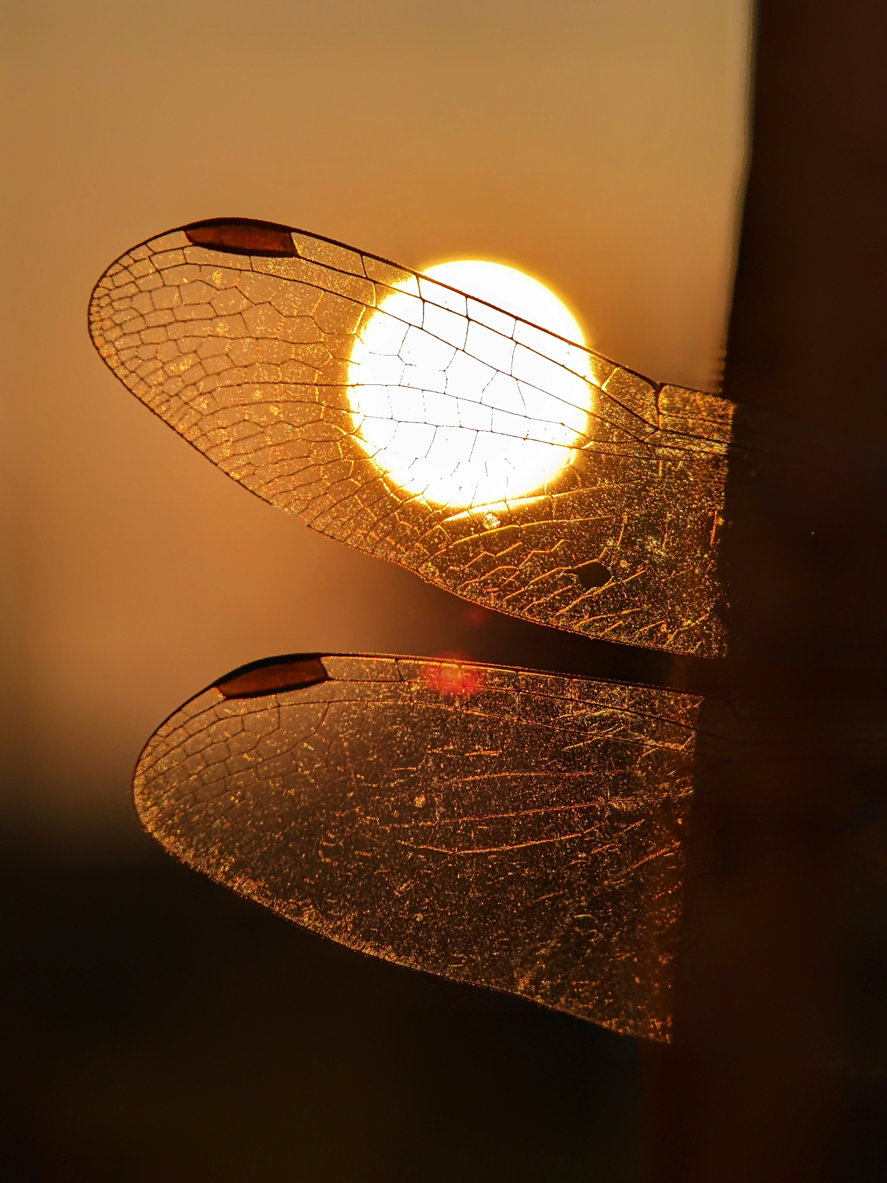 Sunlit Veins: Backlit Insect Wings Reflected on Glass