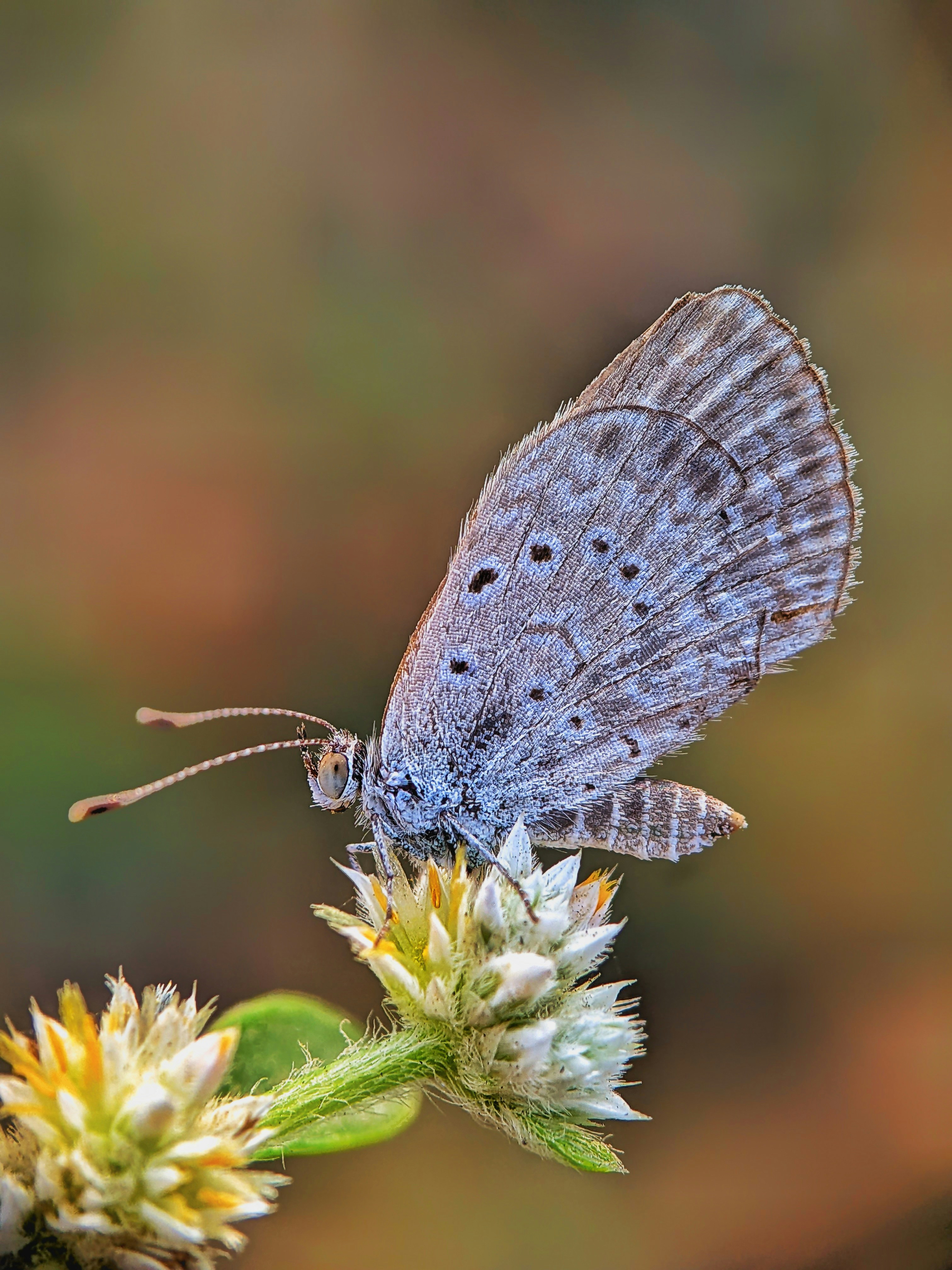 Cerulean Winged Moment on a Velvet Bloom