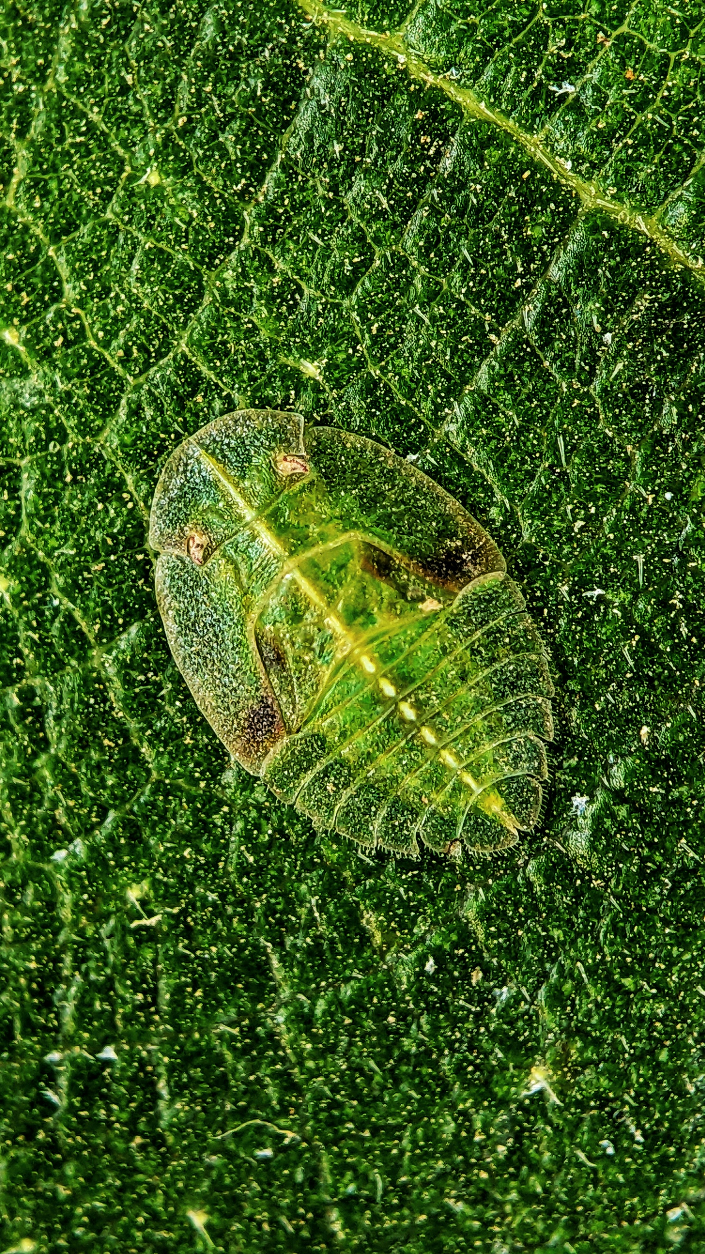 Emerald Veil: Close-up on a translucent planthopper resting on a leaf
