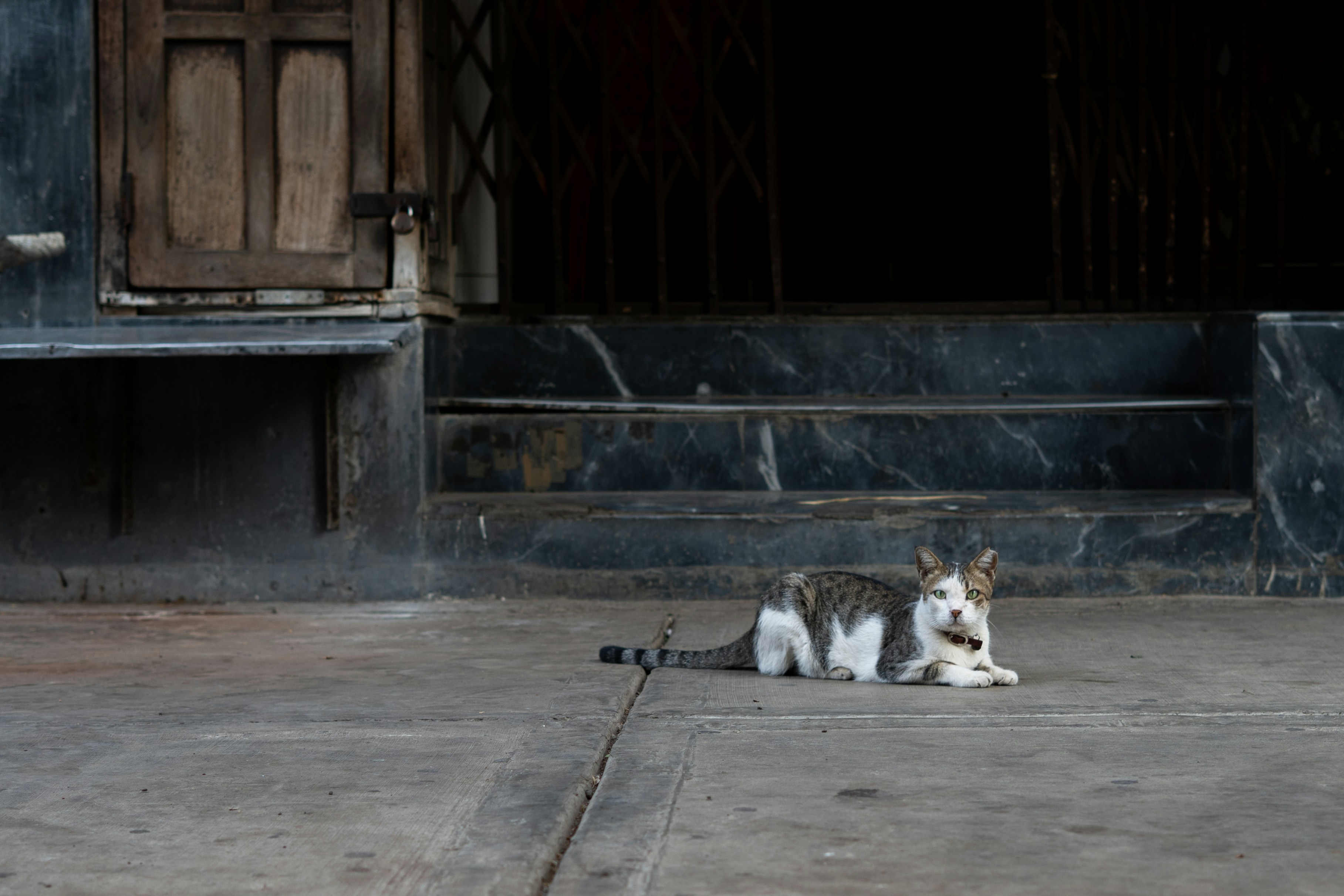 Doorstep Sentinel: A Cat Resting Beneath a Dim Storefront