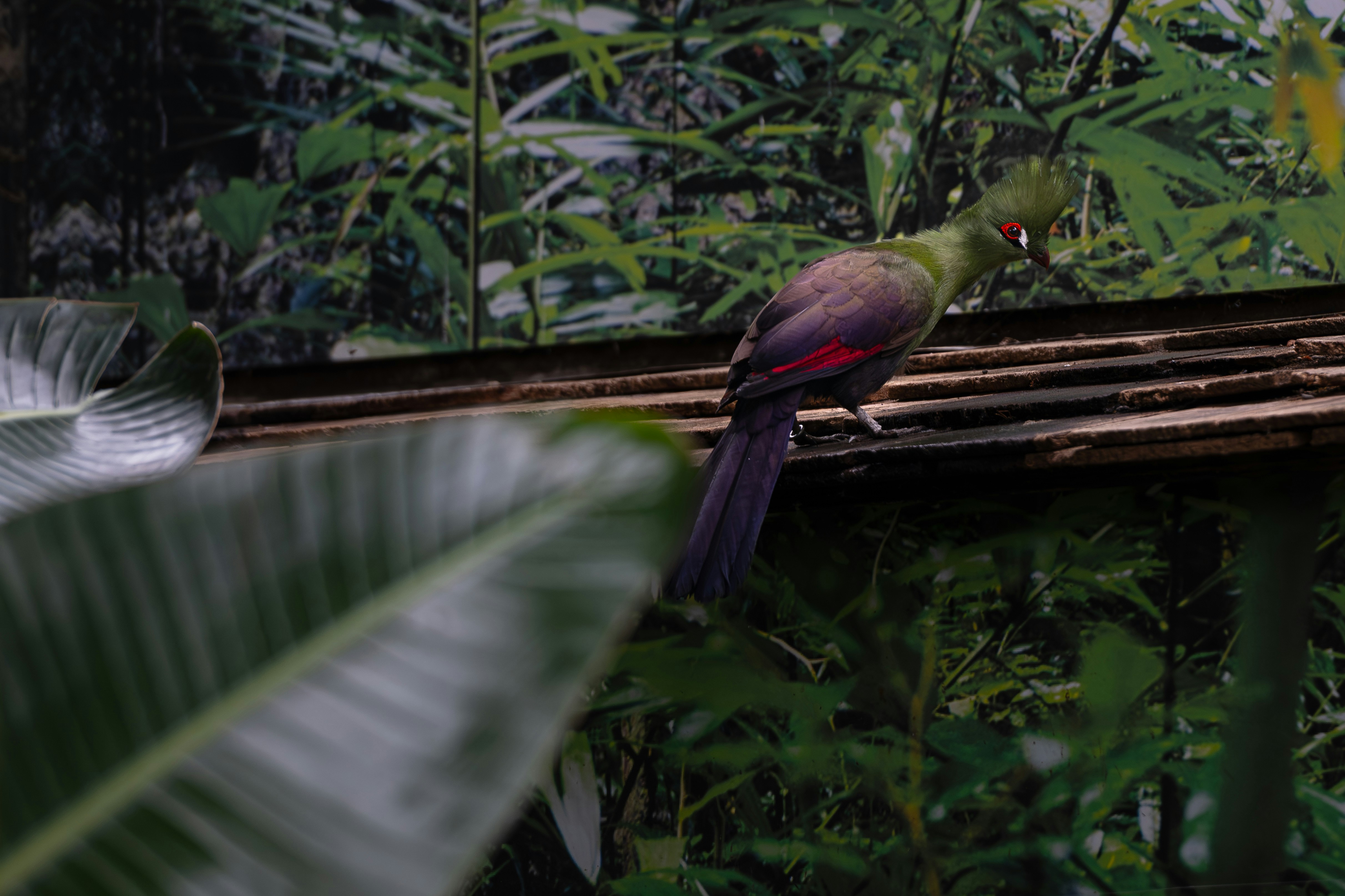 Photo by Eric Stoynov with Nikon Z7 II