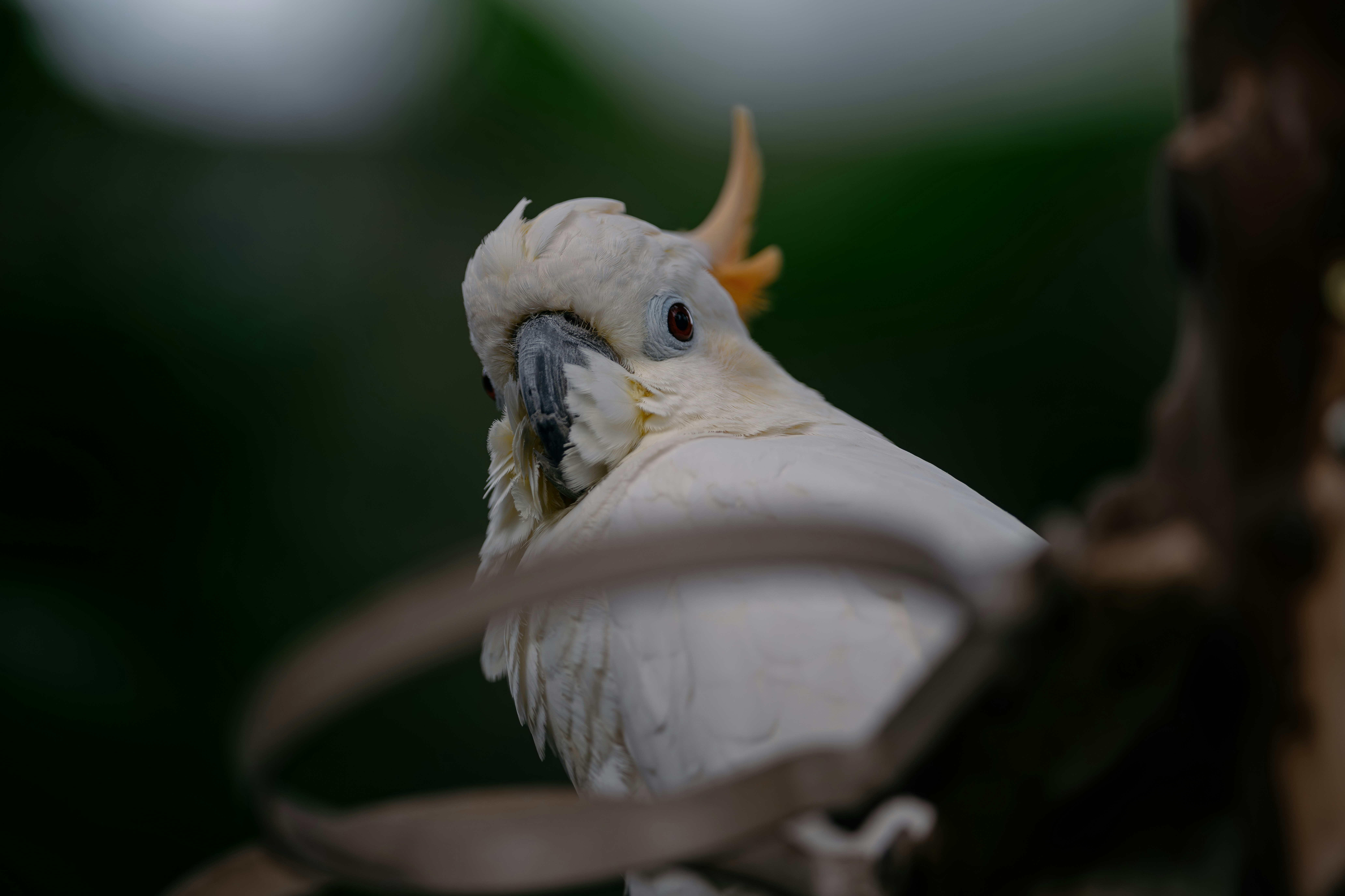 A white cockatoo with a yellow crest photo – Free Animal Image on Unsplash