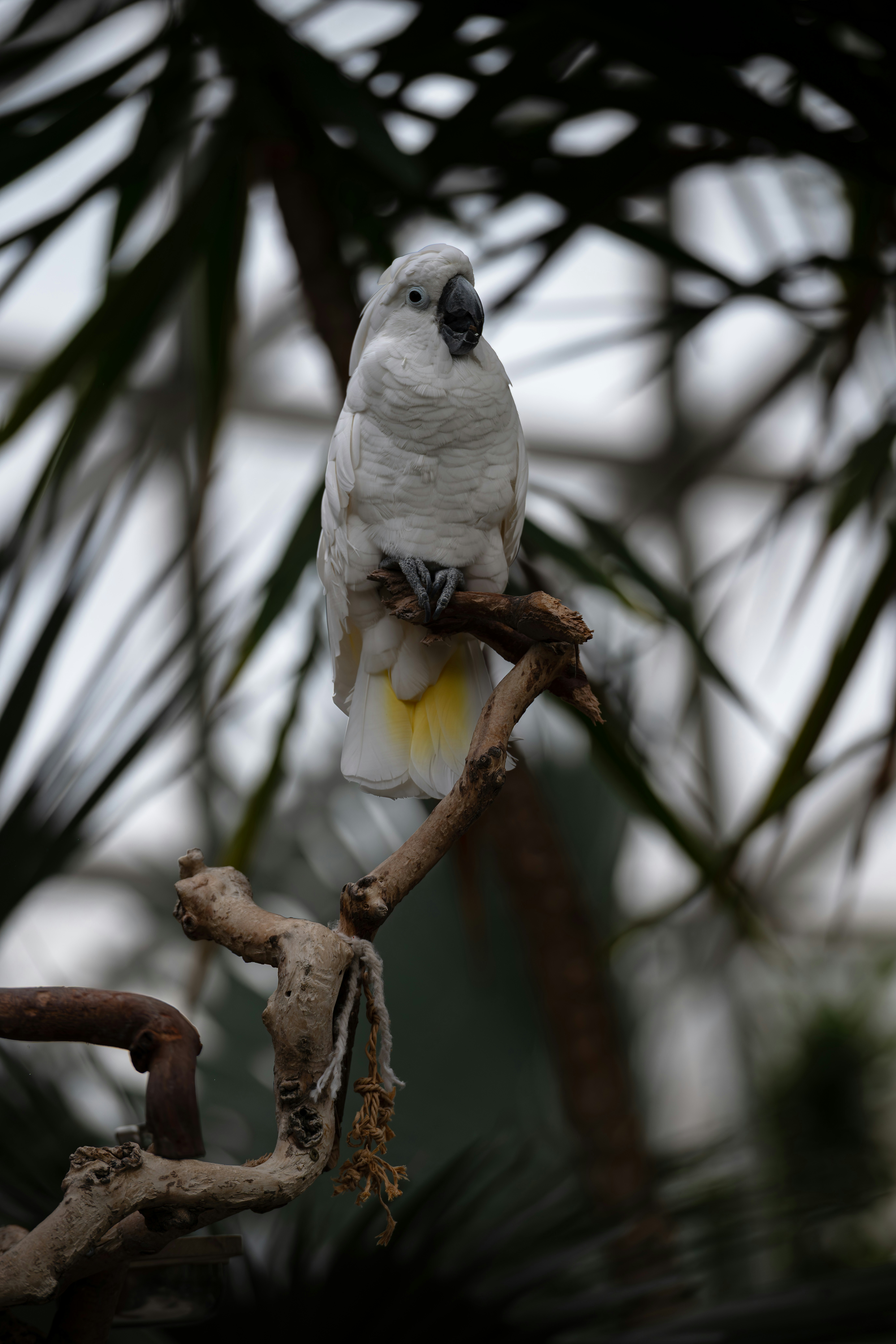 Snowy Cockatoo Perched on a Weathered Branch Beneath Palm Fronds