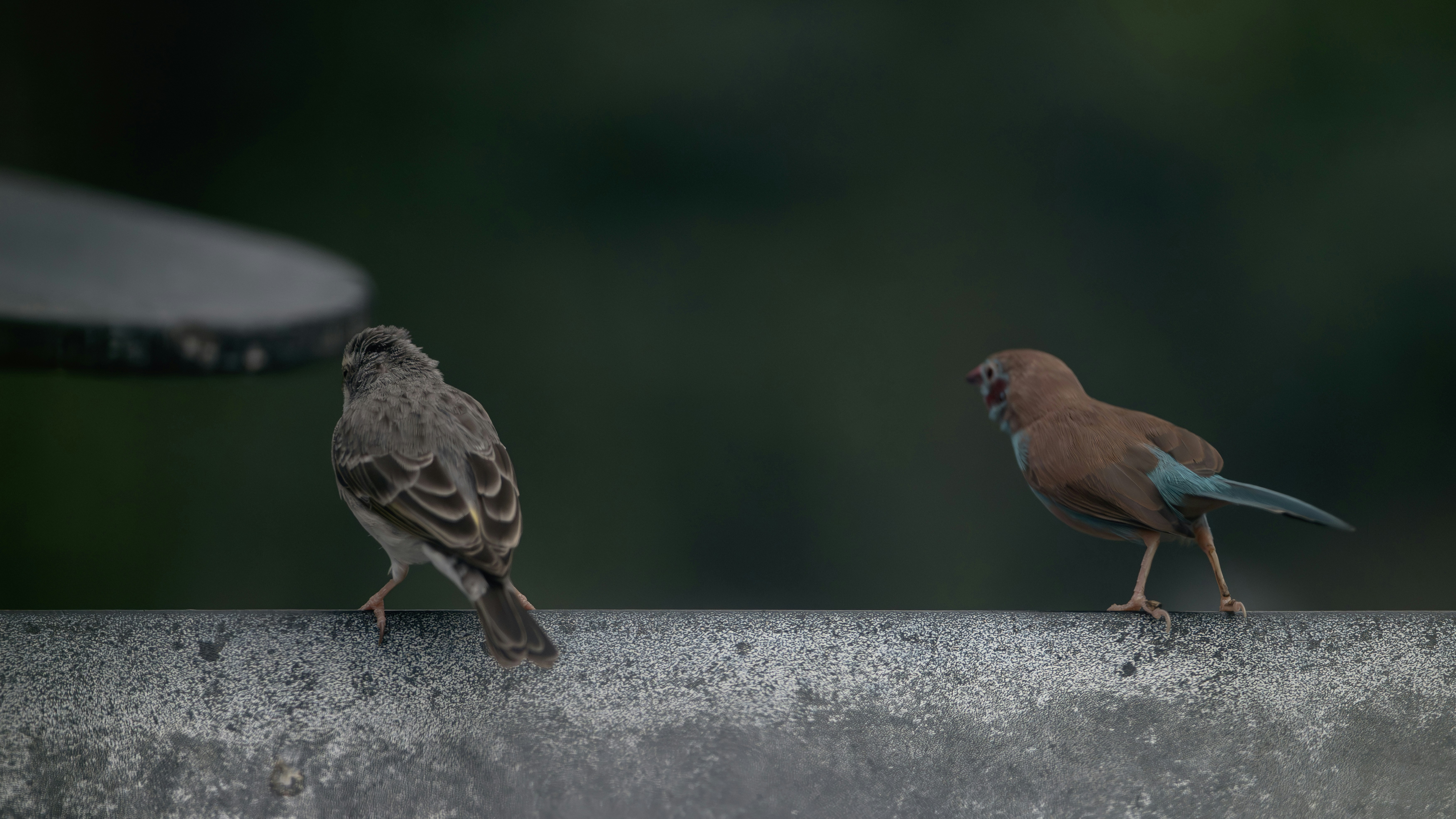 Whispered Exchange on a Concrete Rail