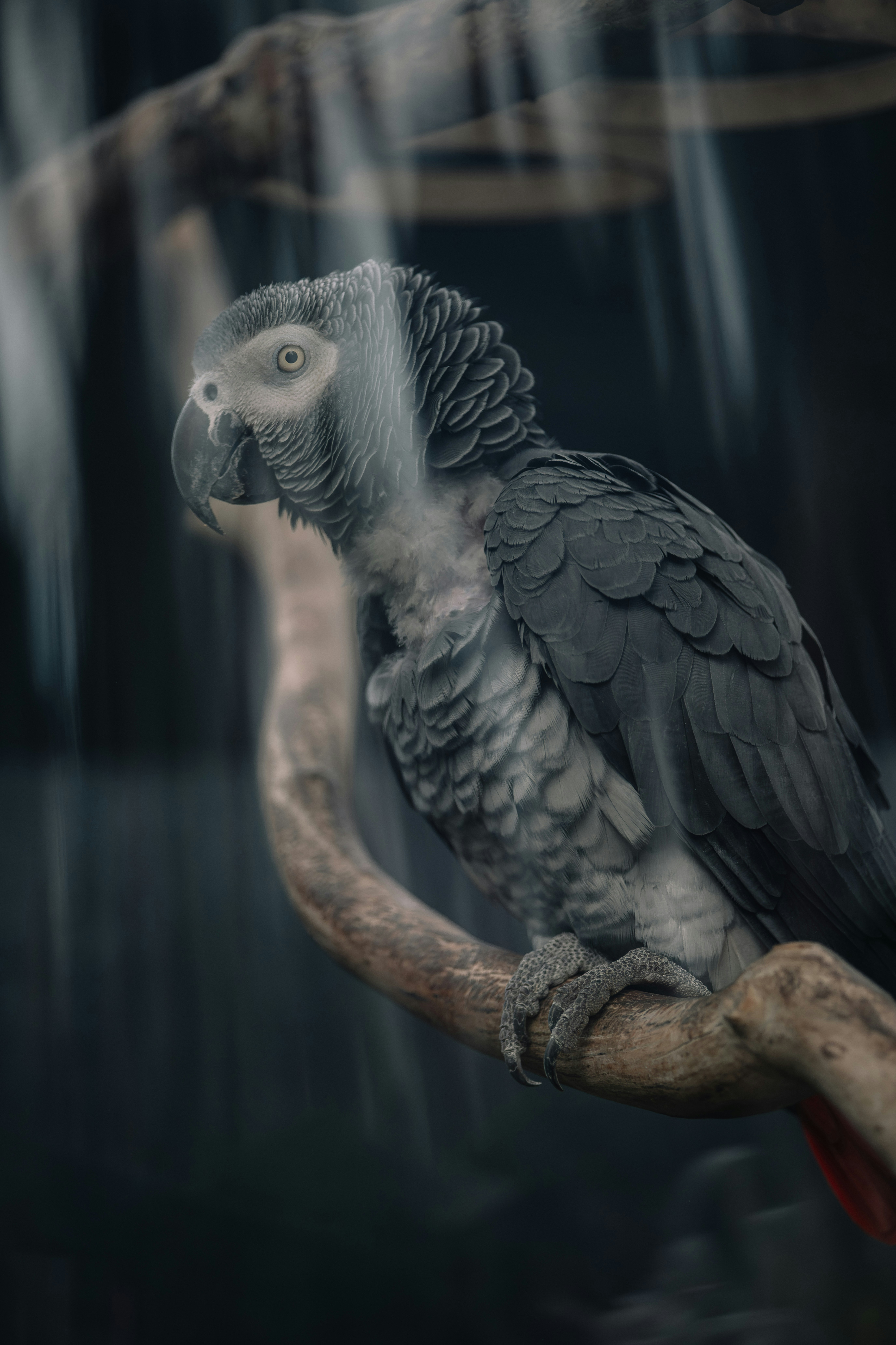 Photo by Eric Stoynov with Nikon Z8