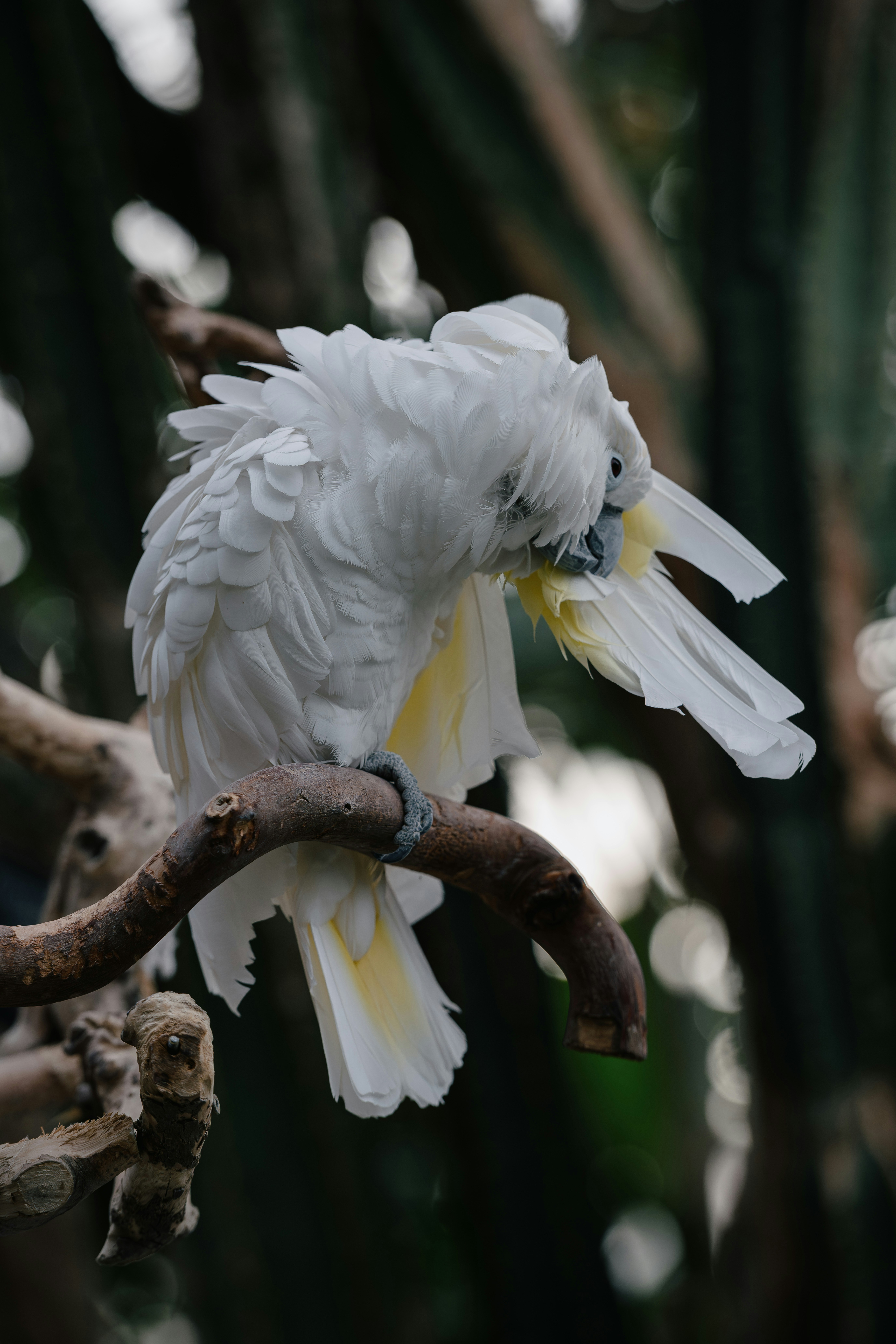 Photo by Eric Stoynov with Nikon Z7 II