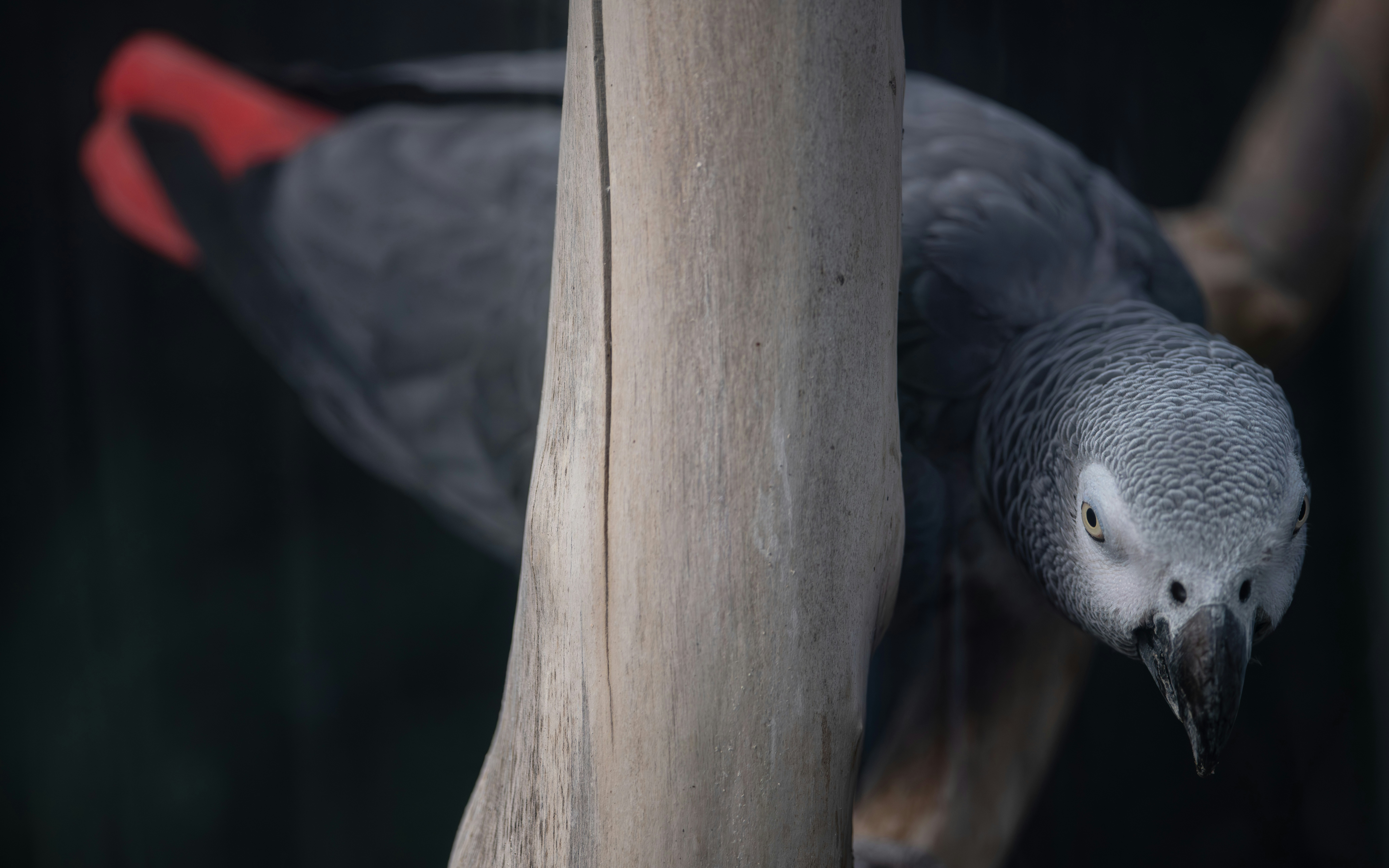Gaze Through the Timber: African Grey Perched by a Weathered Post