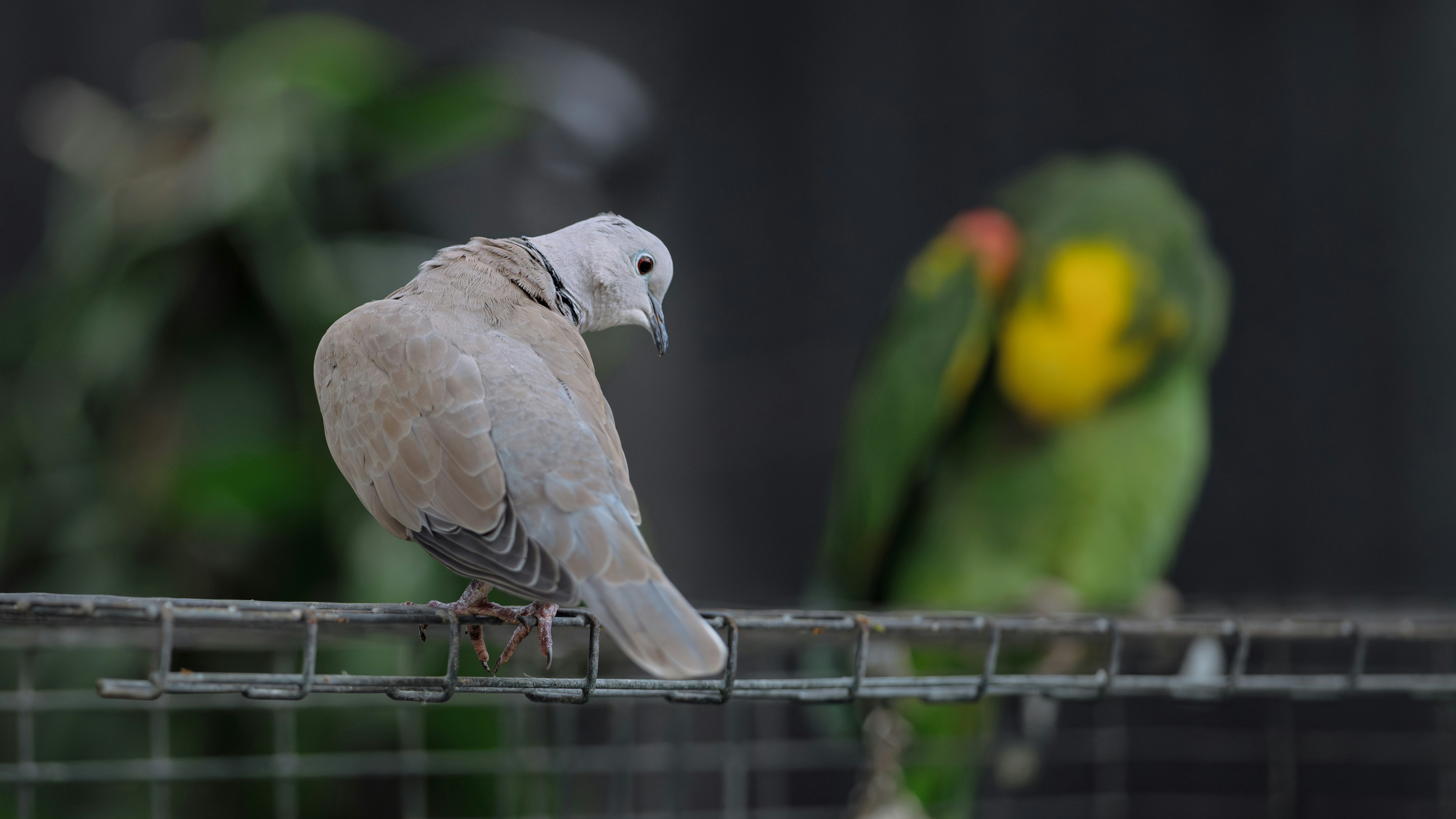 Photo by Eric Stoynov with Nikon Z7 II