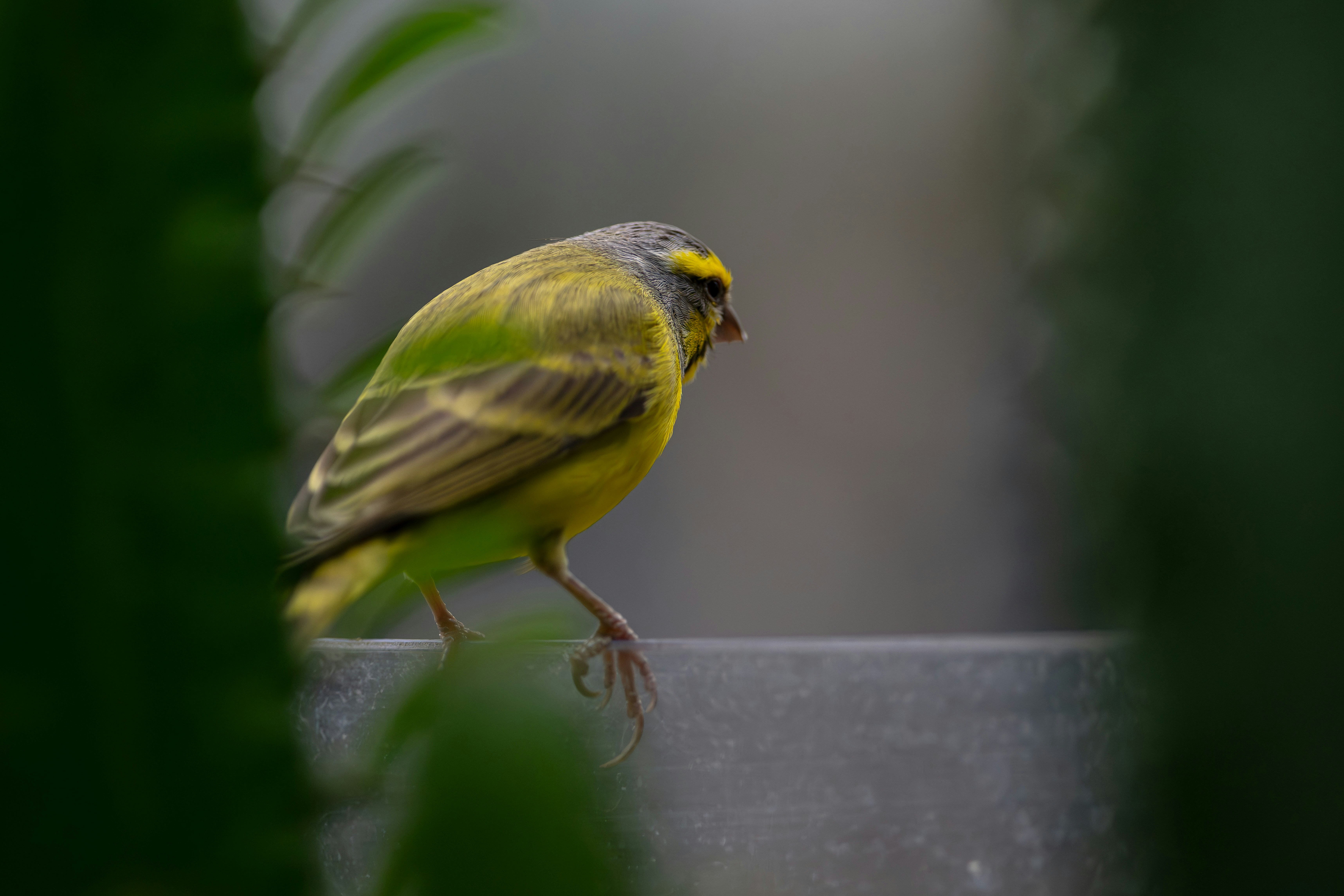 Photo by Eric Stoynov with Nikon Z8