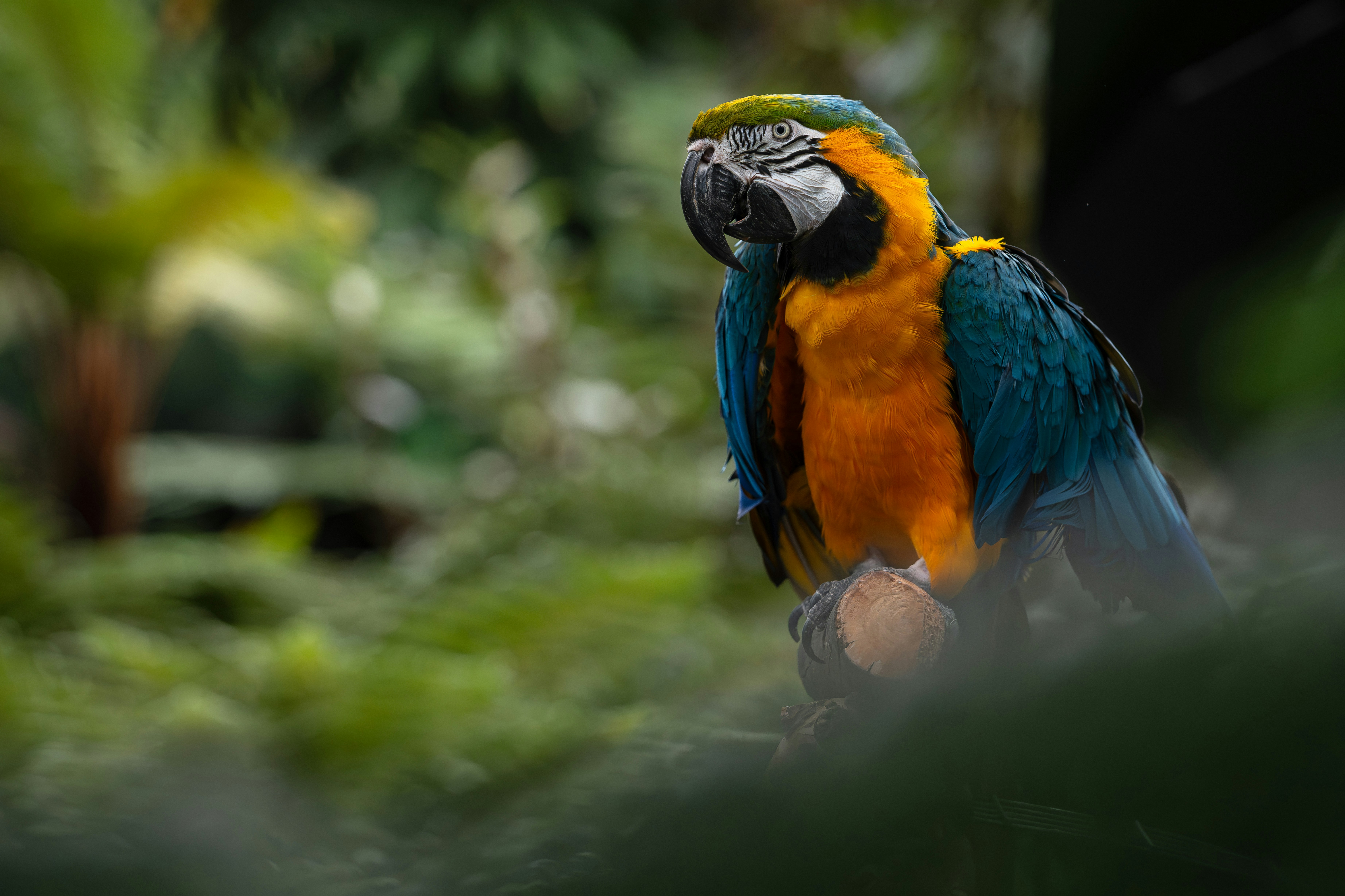 Photo by Eric Stoynov with Nikon Z8