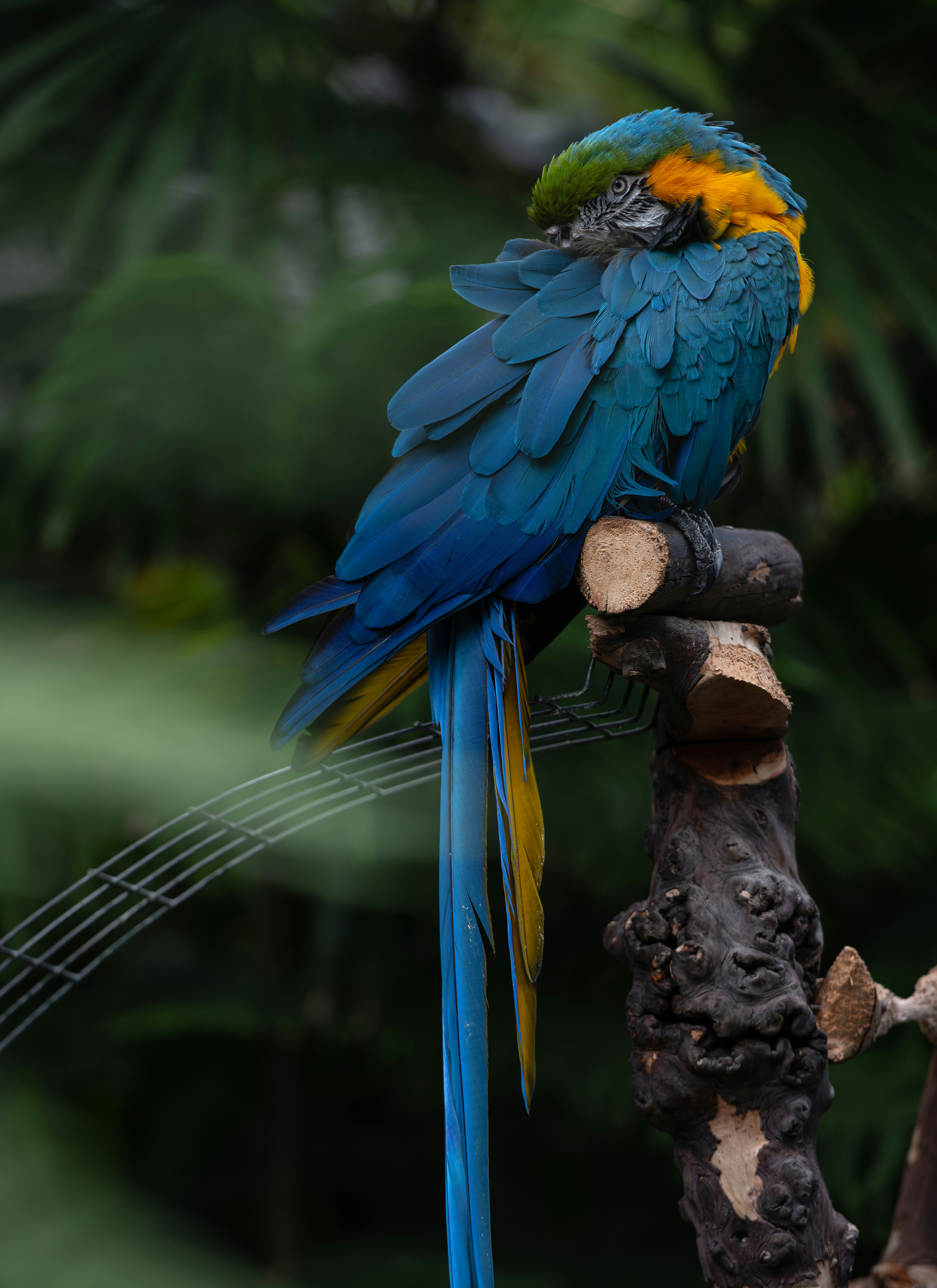 Regal macaw on a weathered perch amid tropical greens