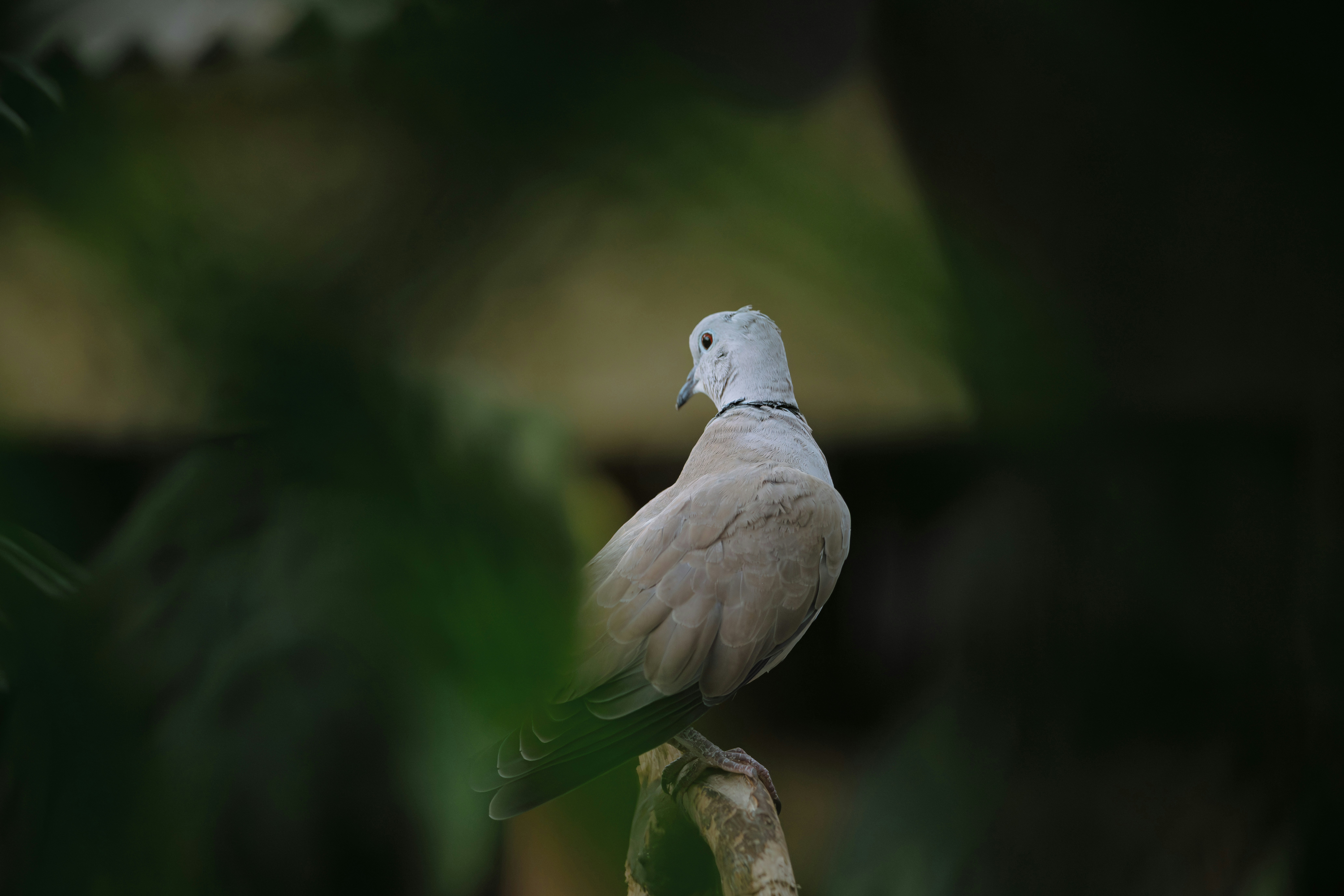 Photo by Eric Stoynov with Nikon Z7 II