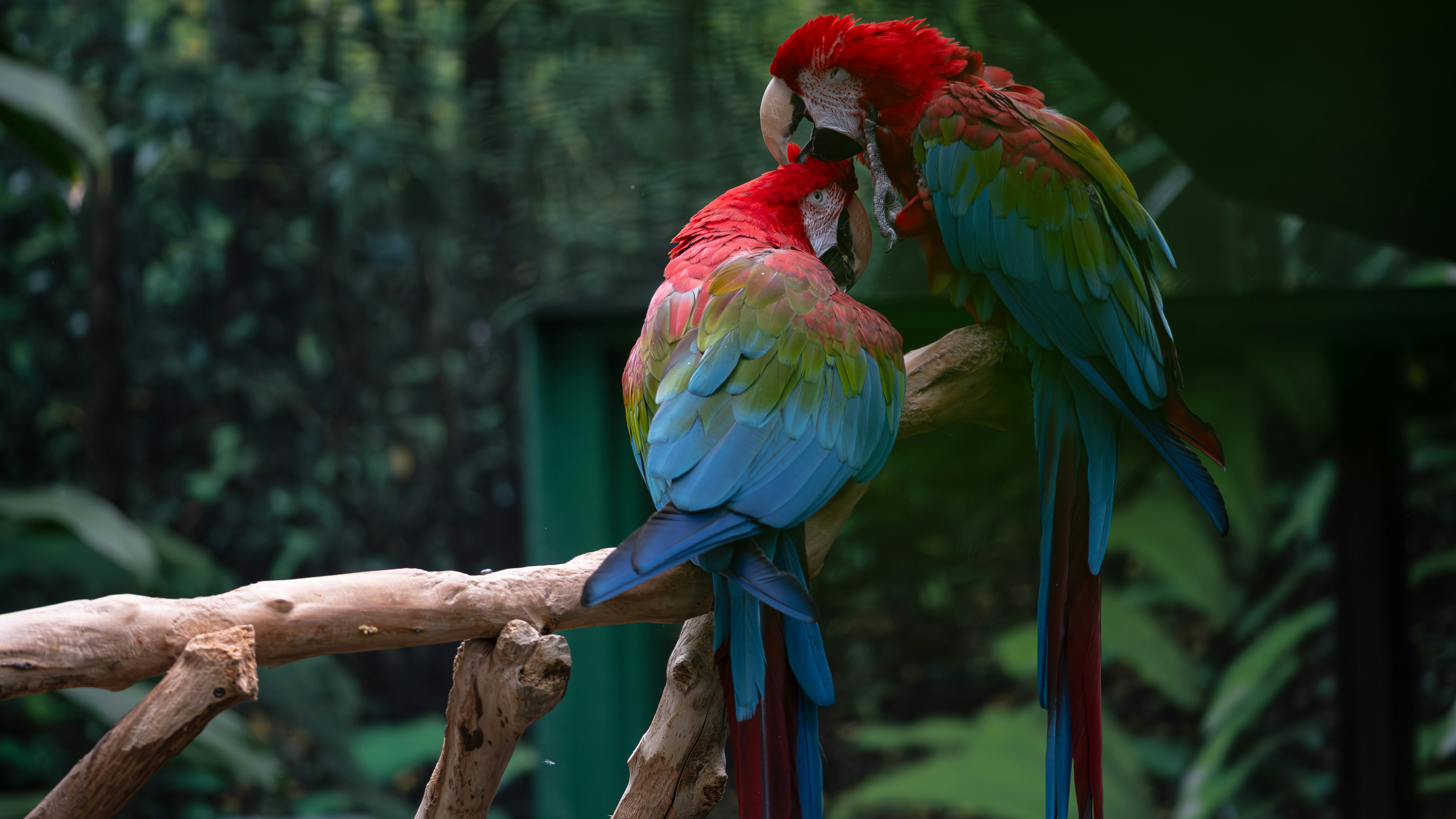 Photo by Eric Stoynov with Nikon Z7 II