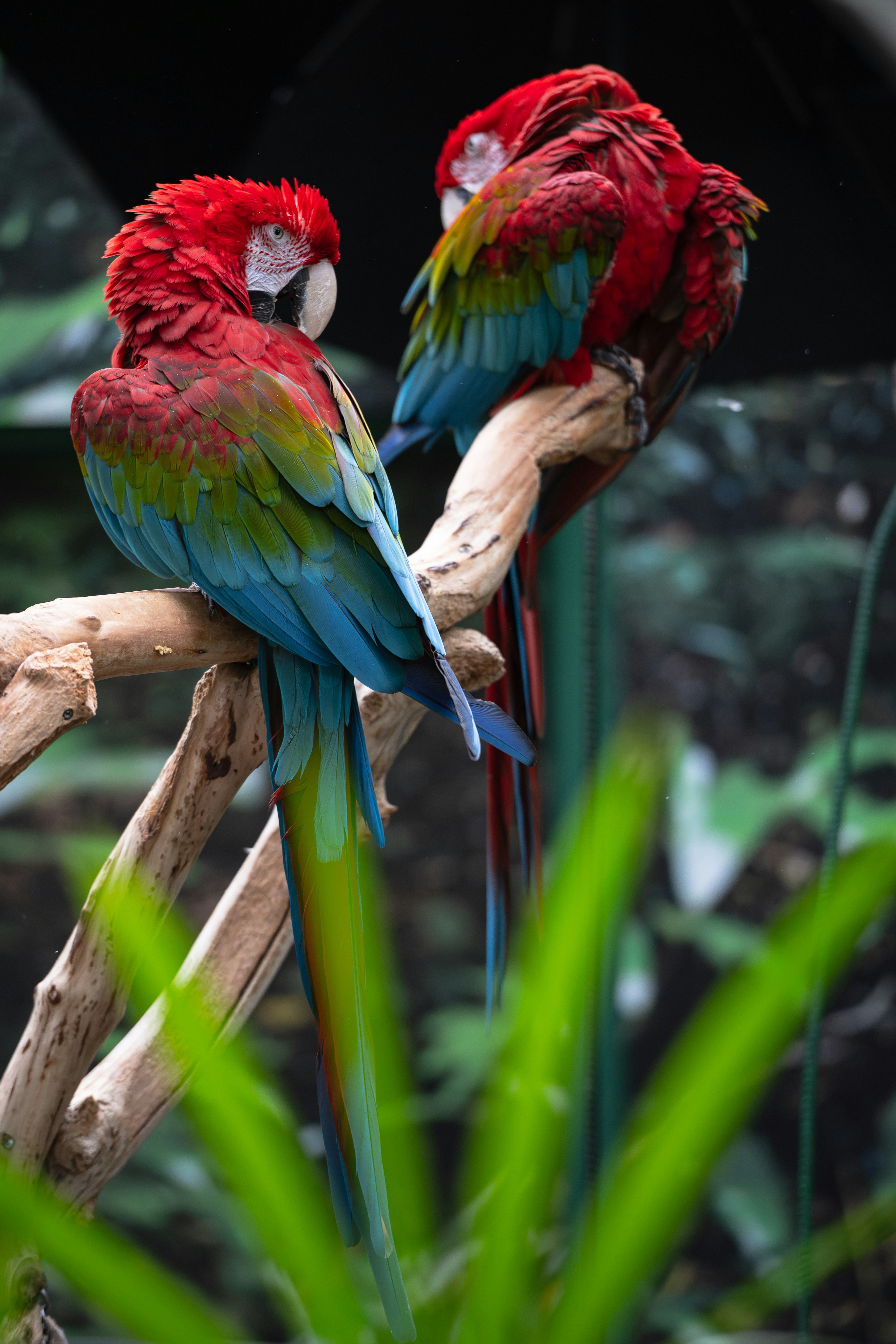 Crimson Crest and Cyan Tail: A Double Scarlet Macaw Moment on a Weathered Branch