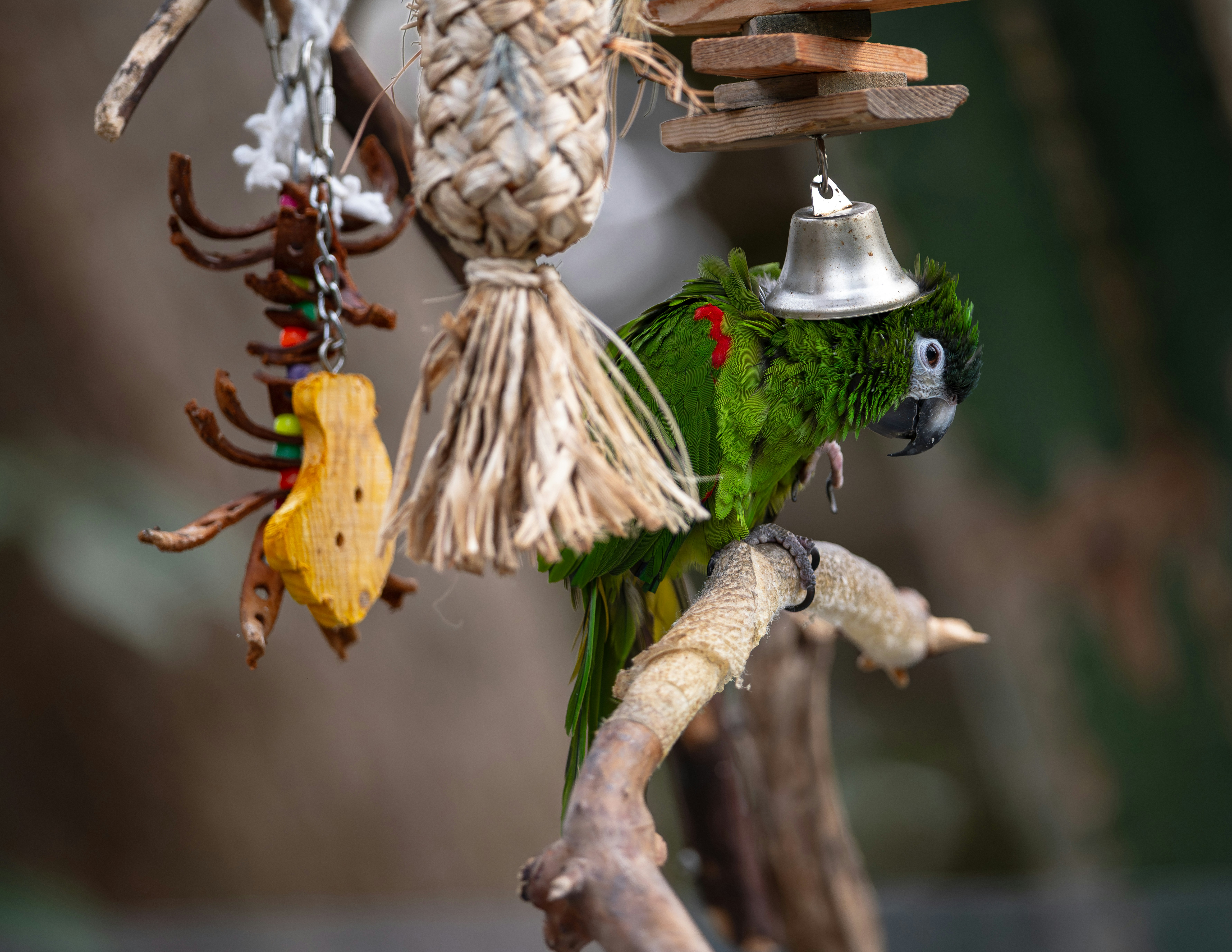 Photo by Eric Stoynov with Nikon Z7 II