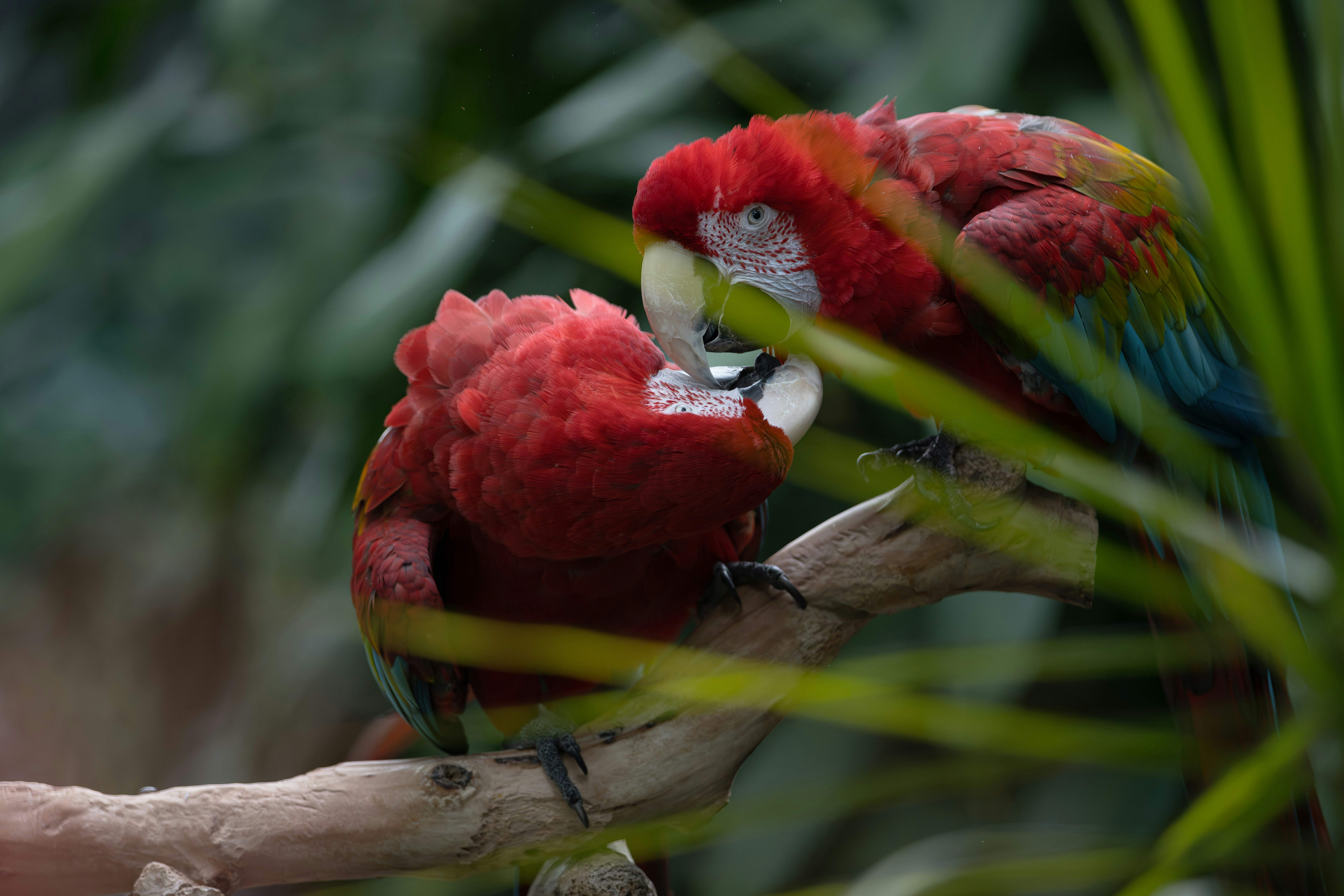 Crimson Macaws Share a Quiet Moment on a Weathered Branch