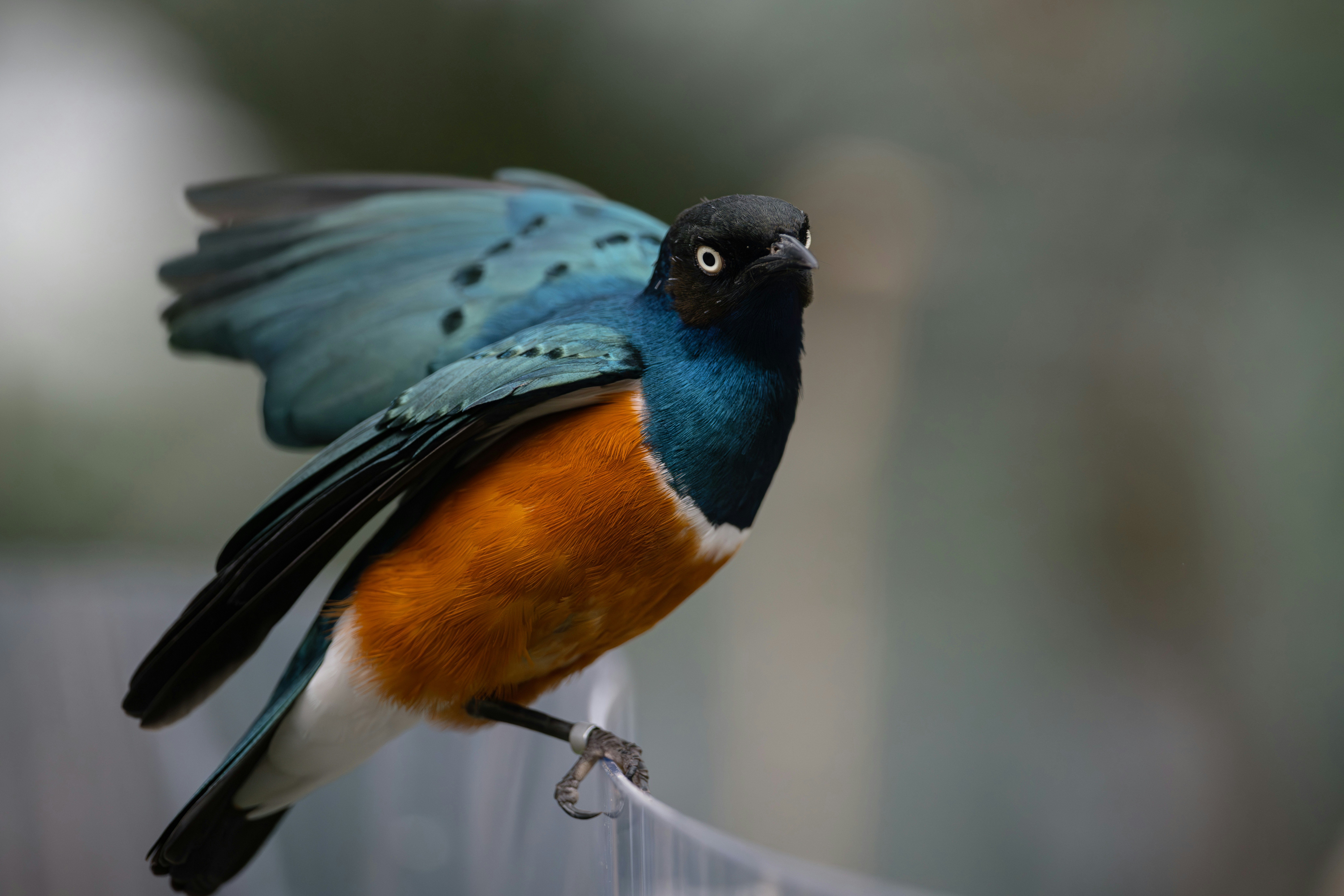 Iridescent Teal in Mid-Flight: A Wire-Perched Burst of Color