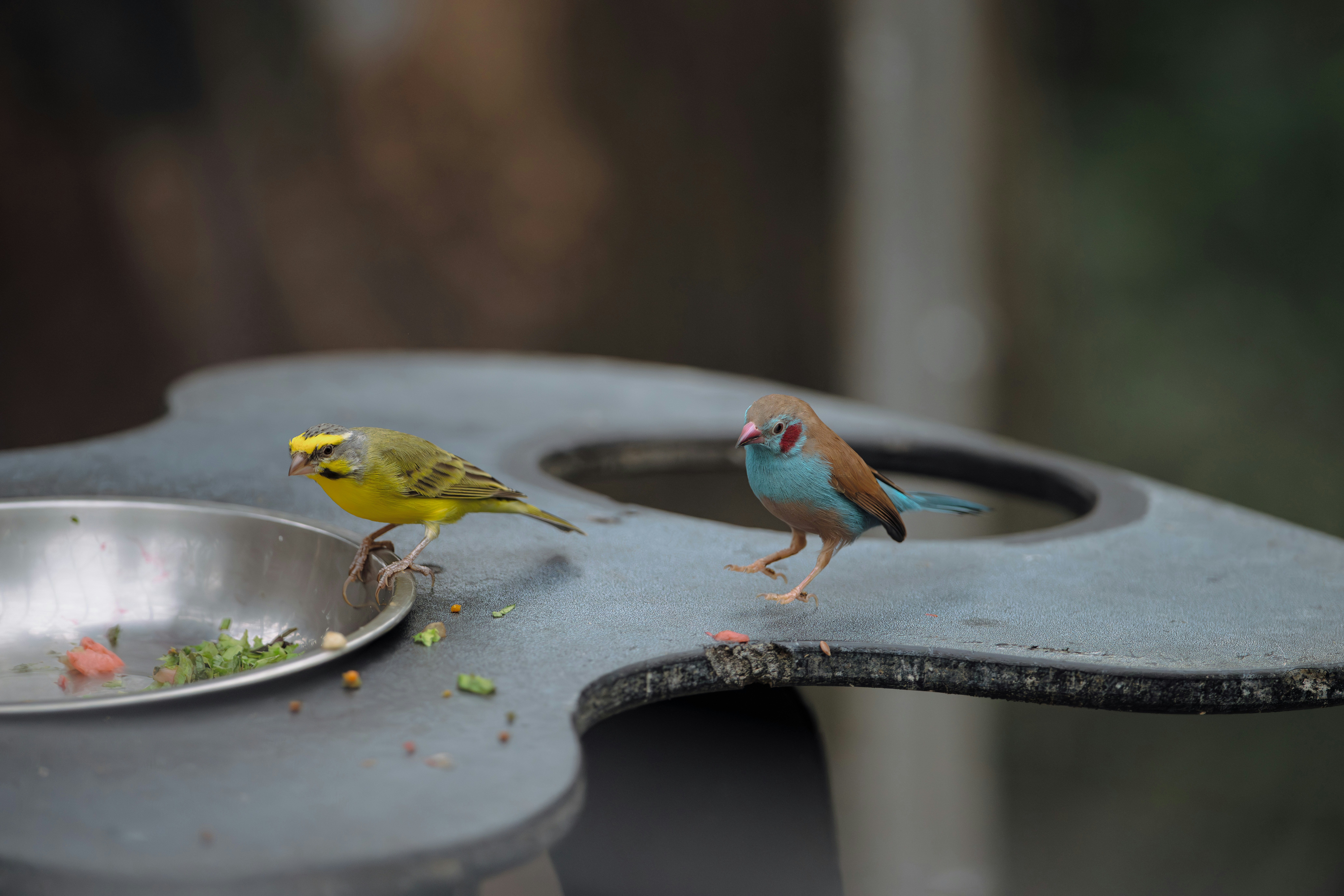 Two Songbirds on a Weathered Feeder: Bright Yellow and Cerulean-Brown Contrast