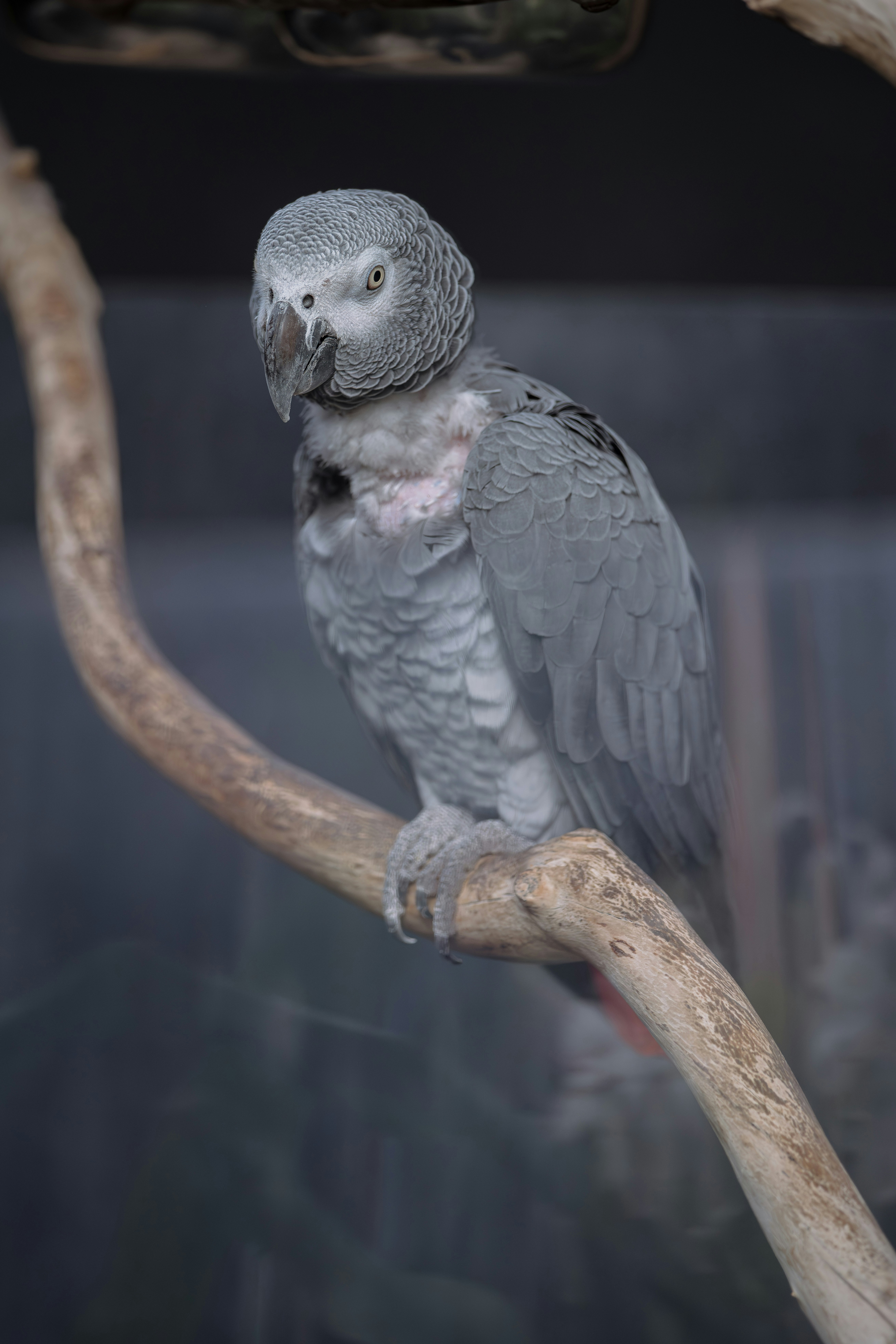 Photo by Eric Stoynov with Nikon Z7 II