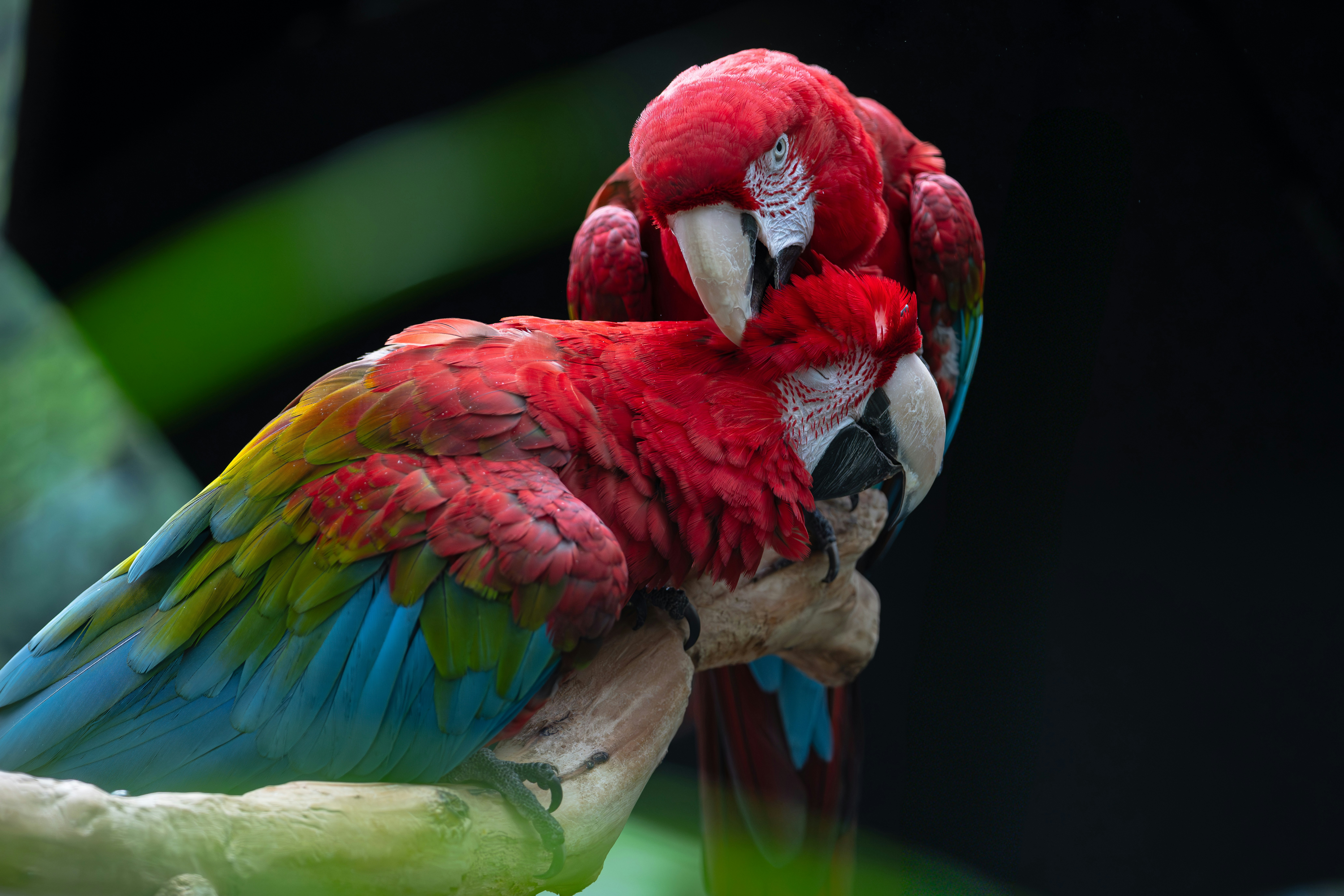 Photo by Eric Stoynov with Nikon Z7 II