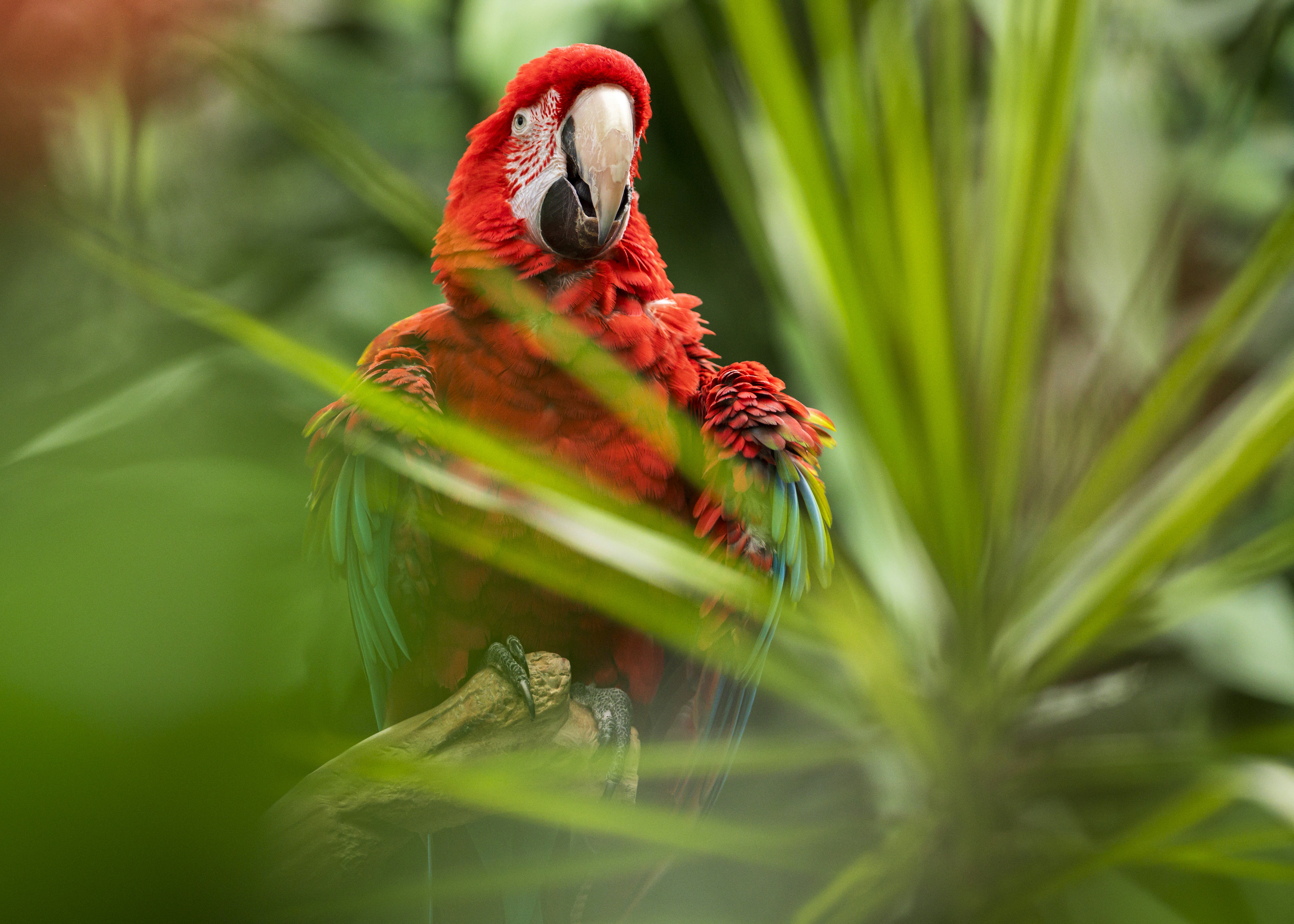 Scarlet Macaw Peering Through a Veil of Green