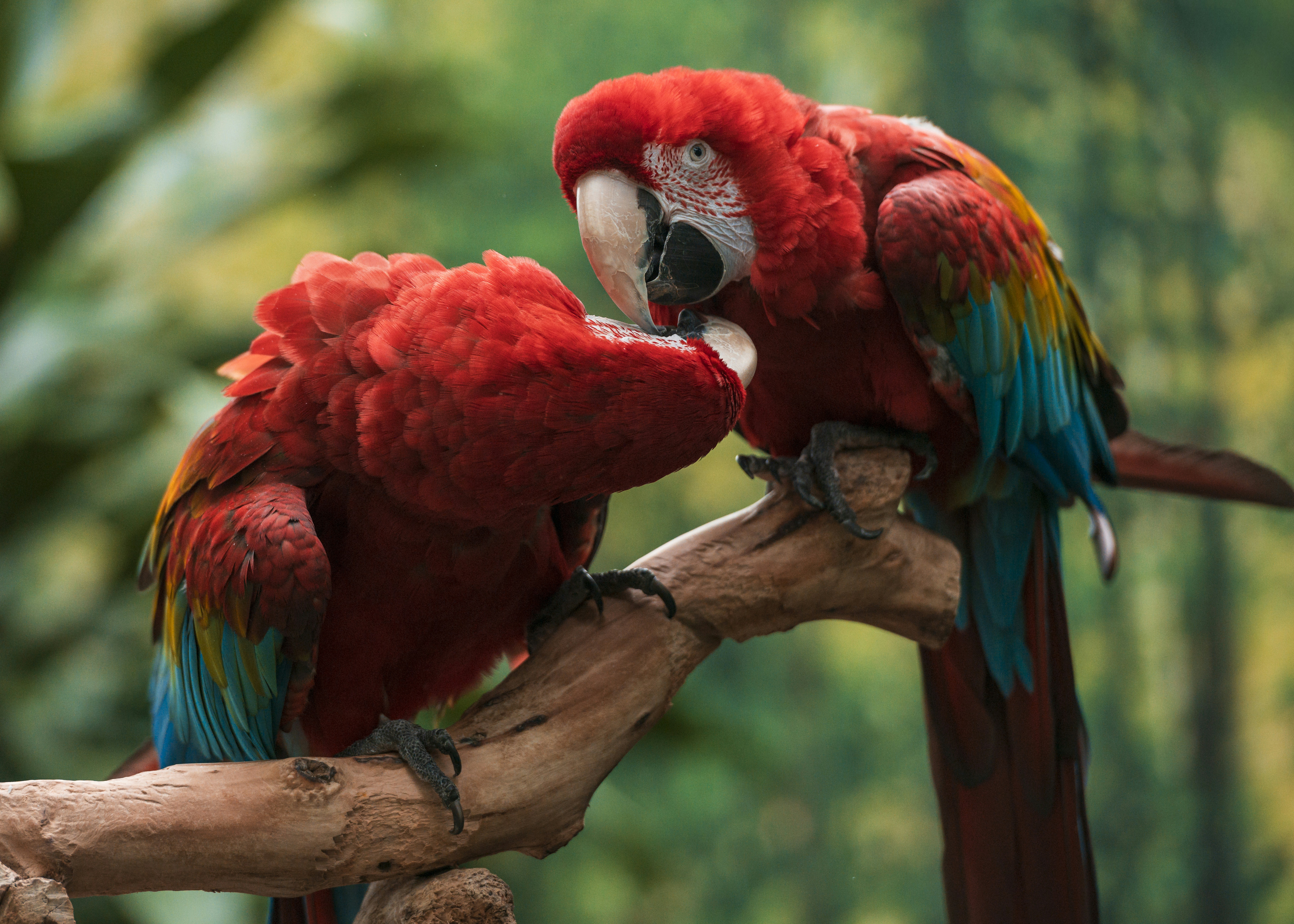 Two red parrots cleaning eachother