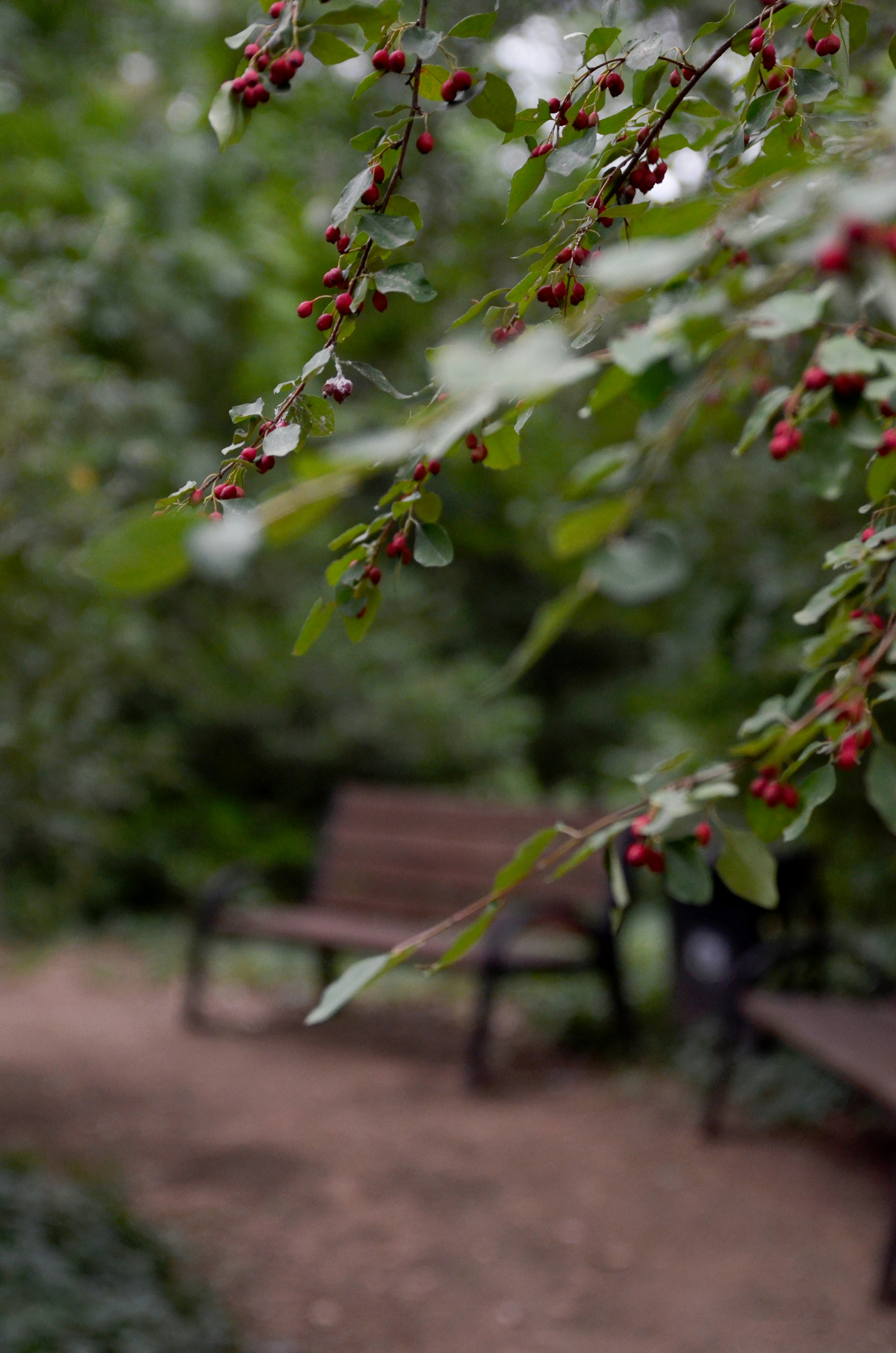 Crimson Beads in a Quiet Park: Sharp Foreground, Soft Background
