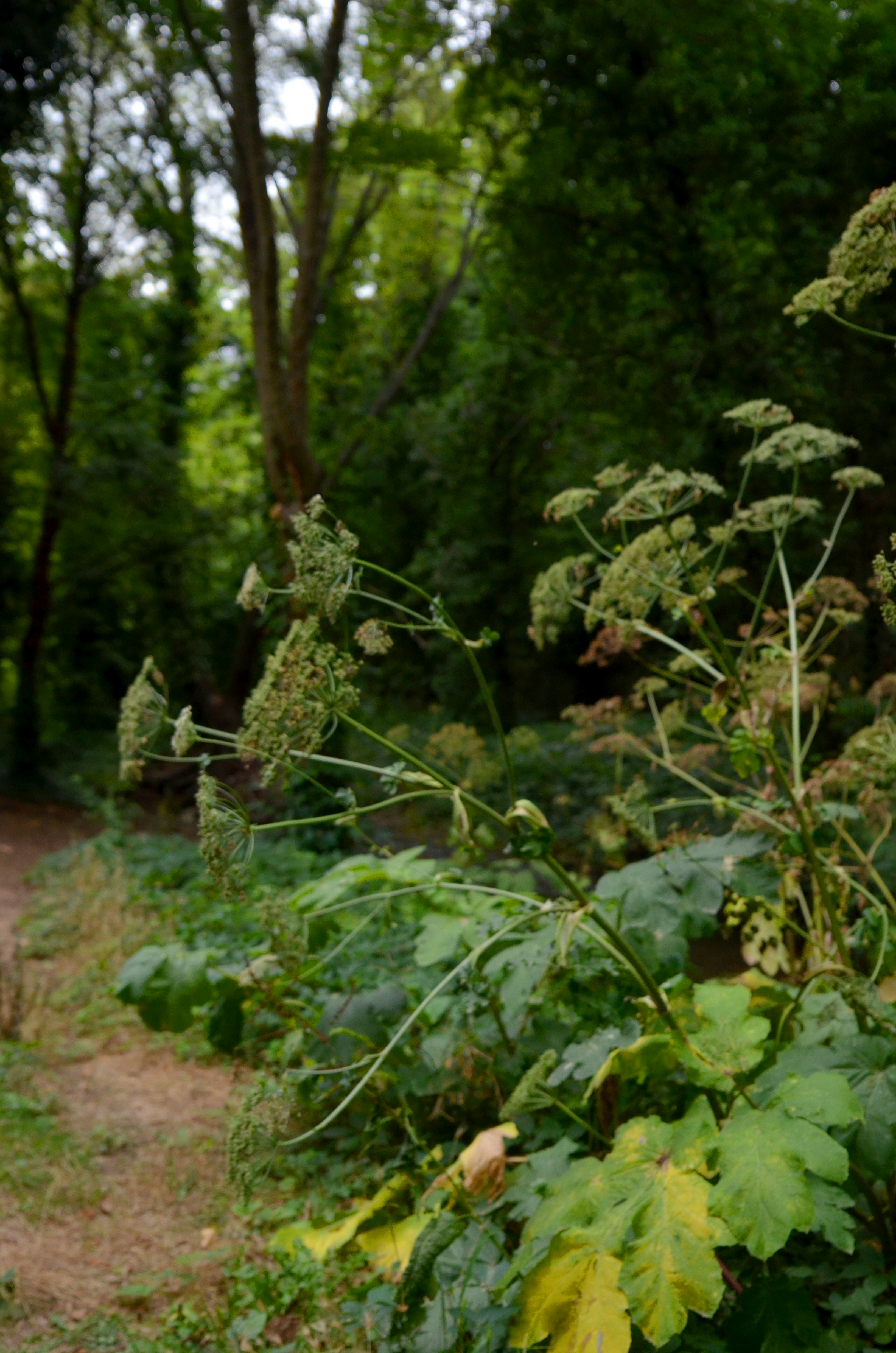 Whispering Seed Heads Framing a Quiet Forest Path