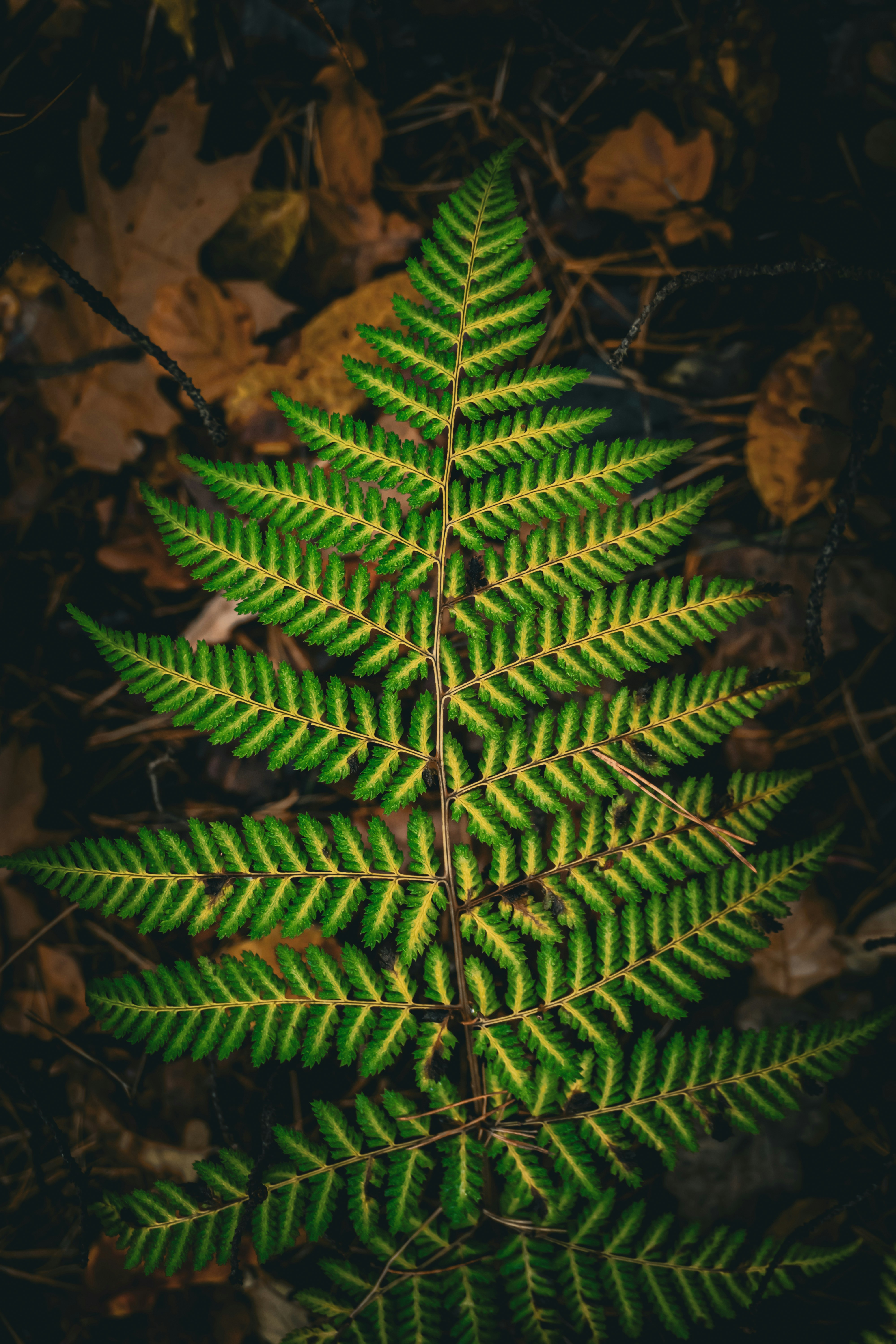 Photo by Spruce with Sony Alpha 6400