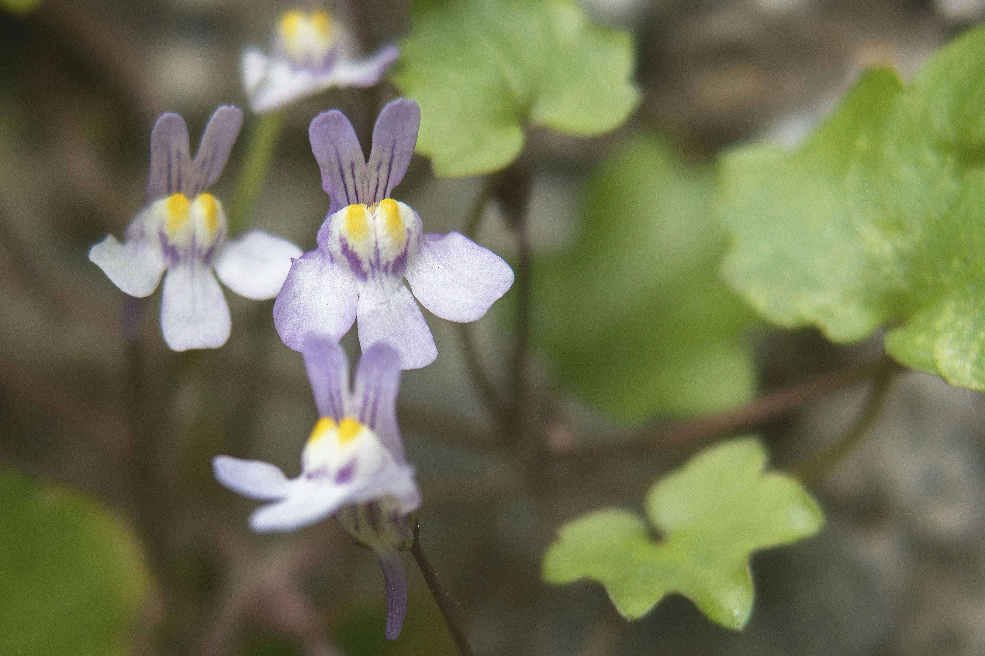Petals in Soft Focus: Tiny Purple-White Blooms Against a Verdant Blur