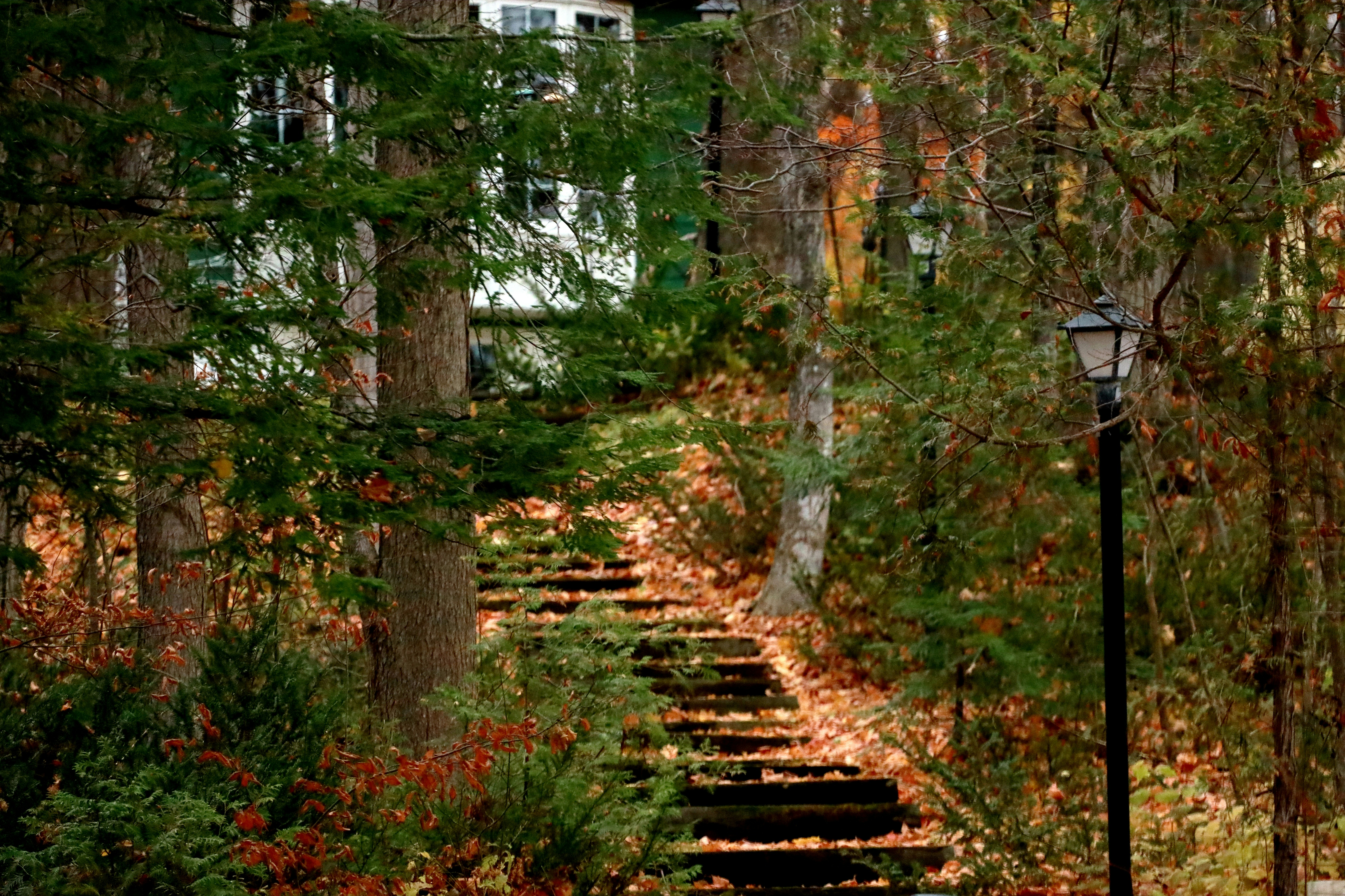 Photo by Richard Burlton with Canon EOS R