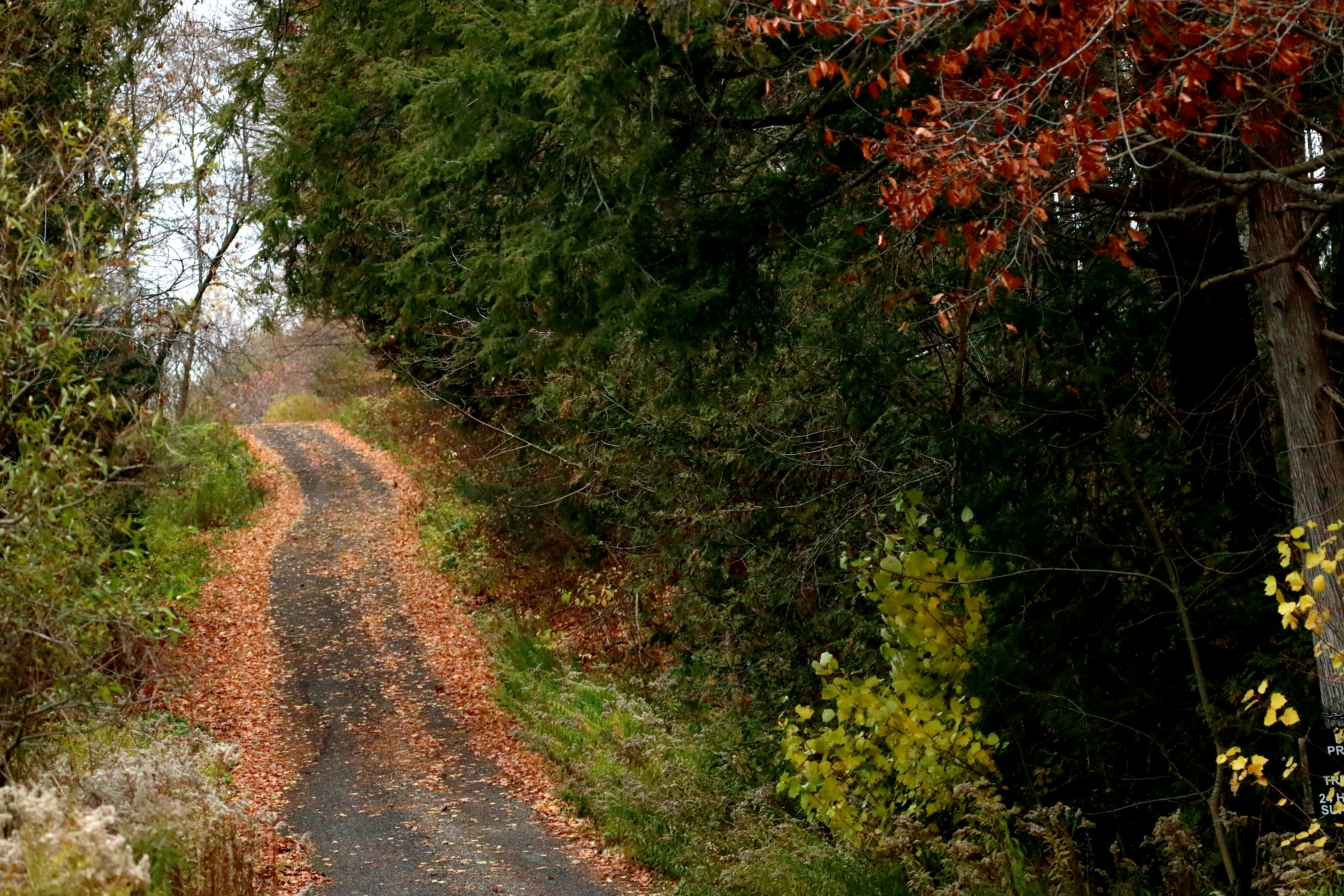 Photo by Richard Burlton with Canon EOS R