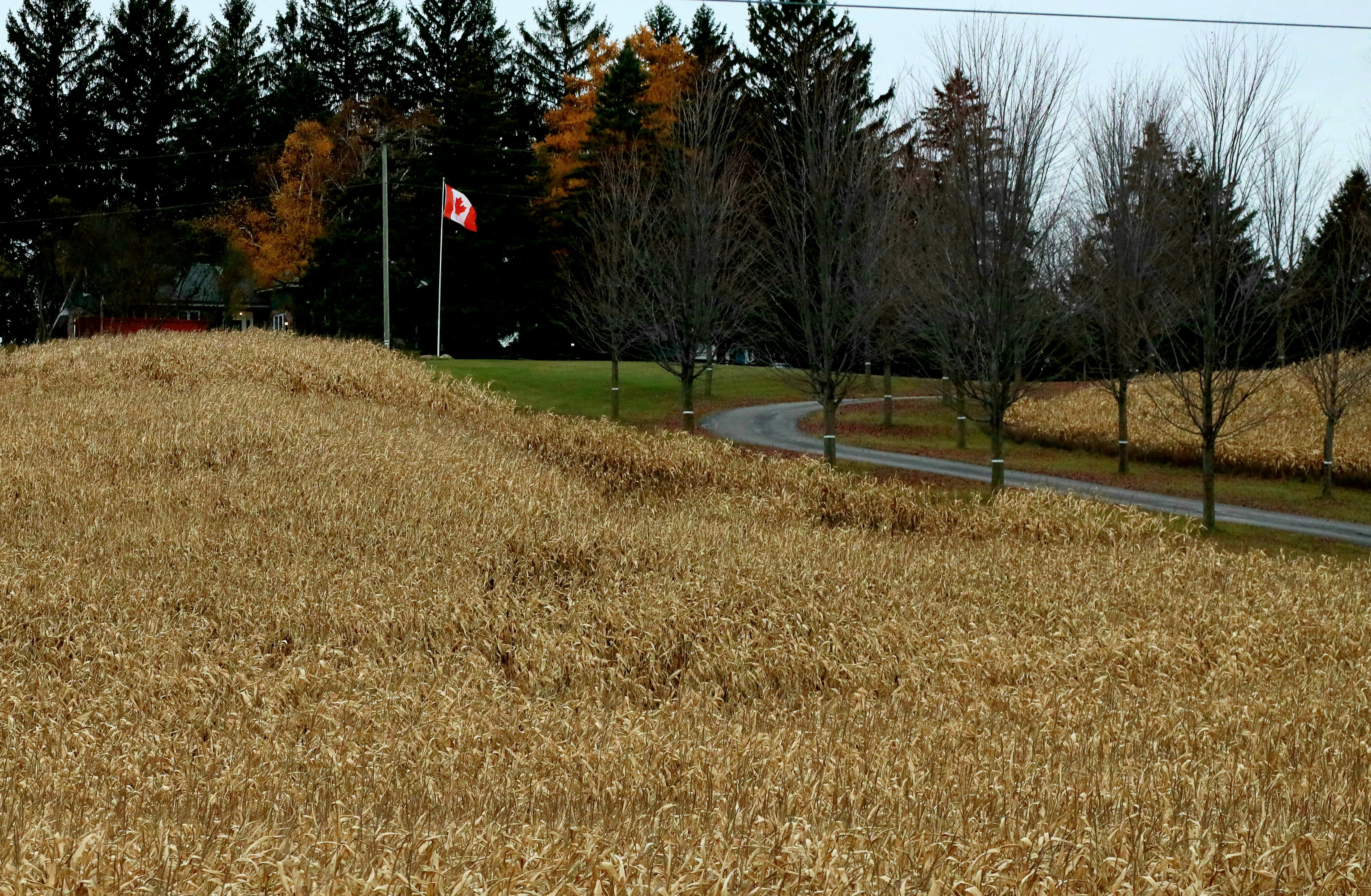 Flagpole at the Bend: A Winding Road Through Golden Grass