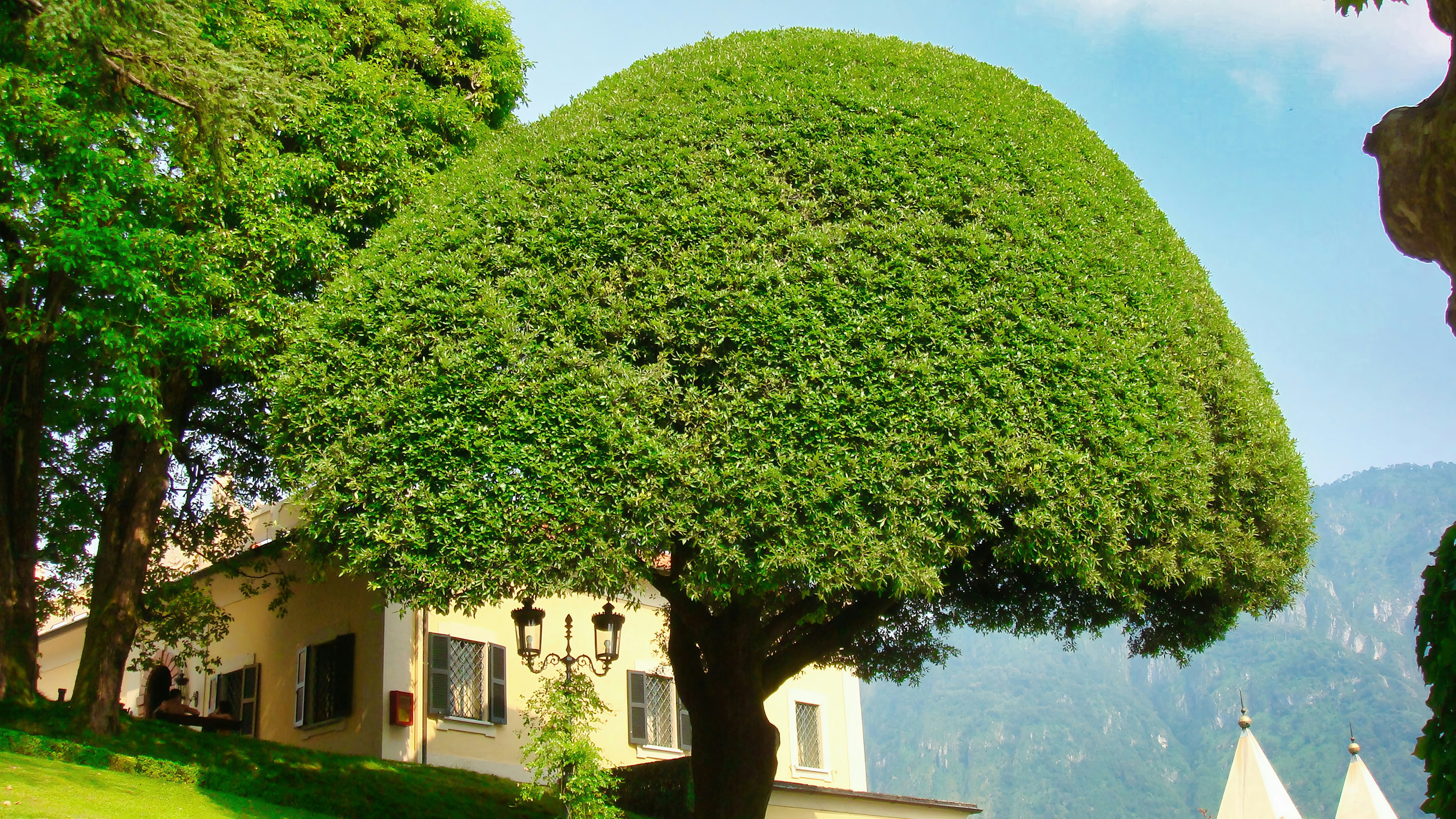 A large, uniquely shaped green tree in a garden.