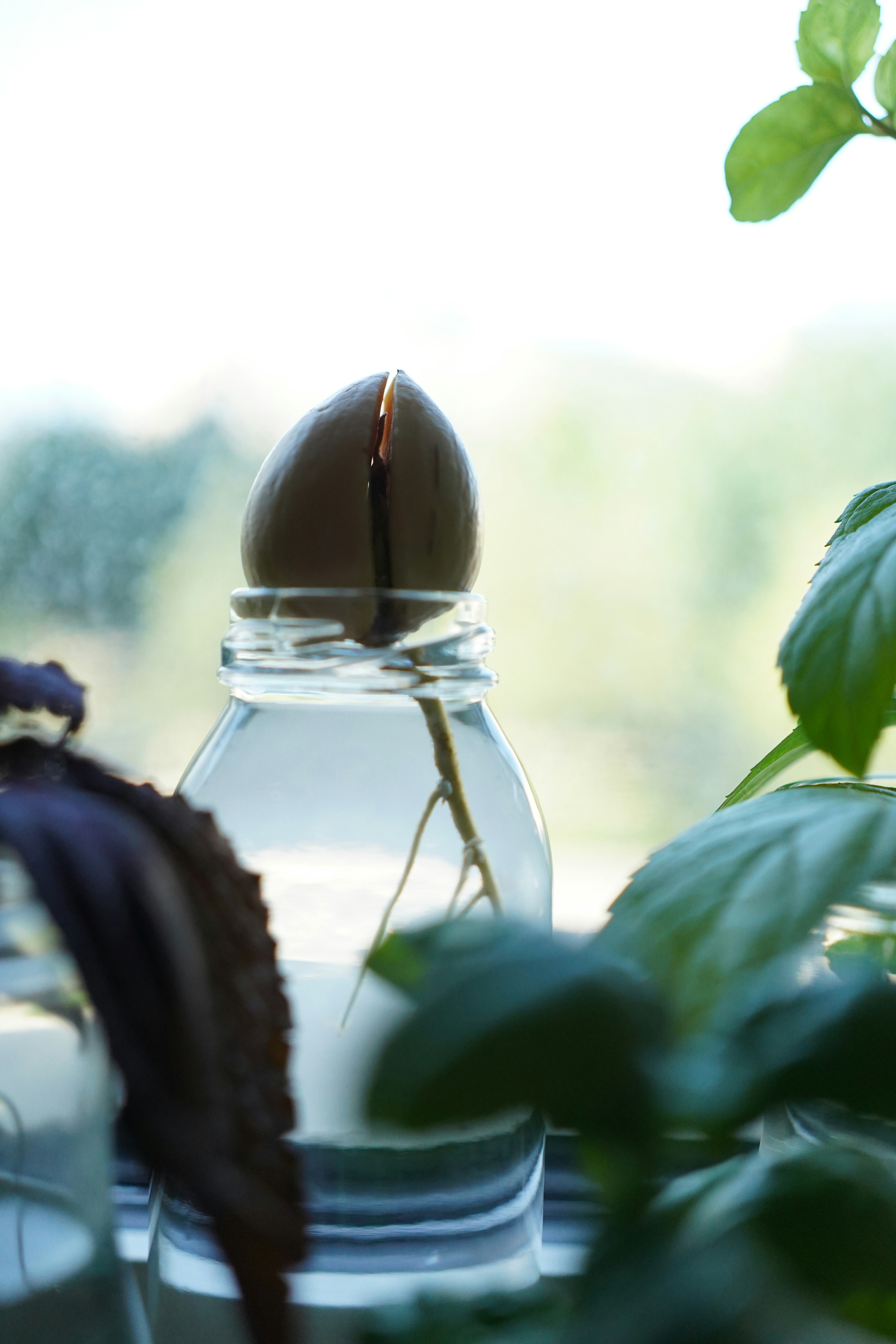 Seed Crown on Clear Glass: Quiet Balance Amid Greenery