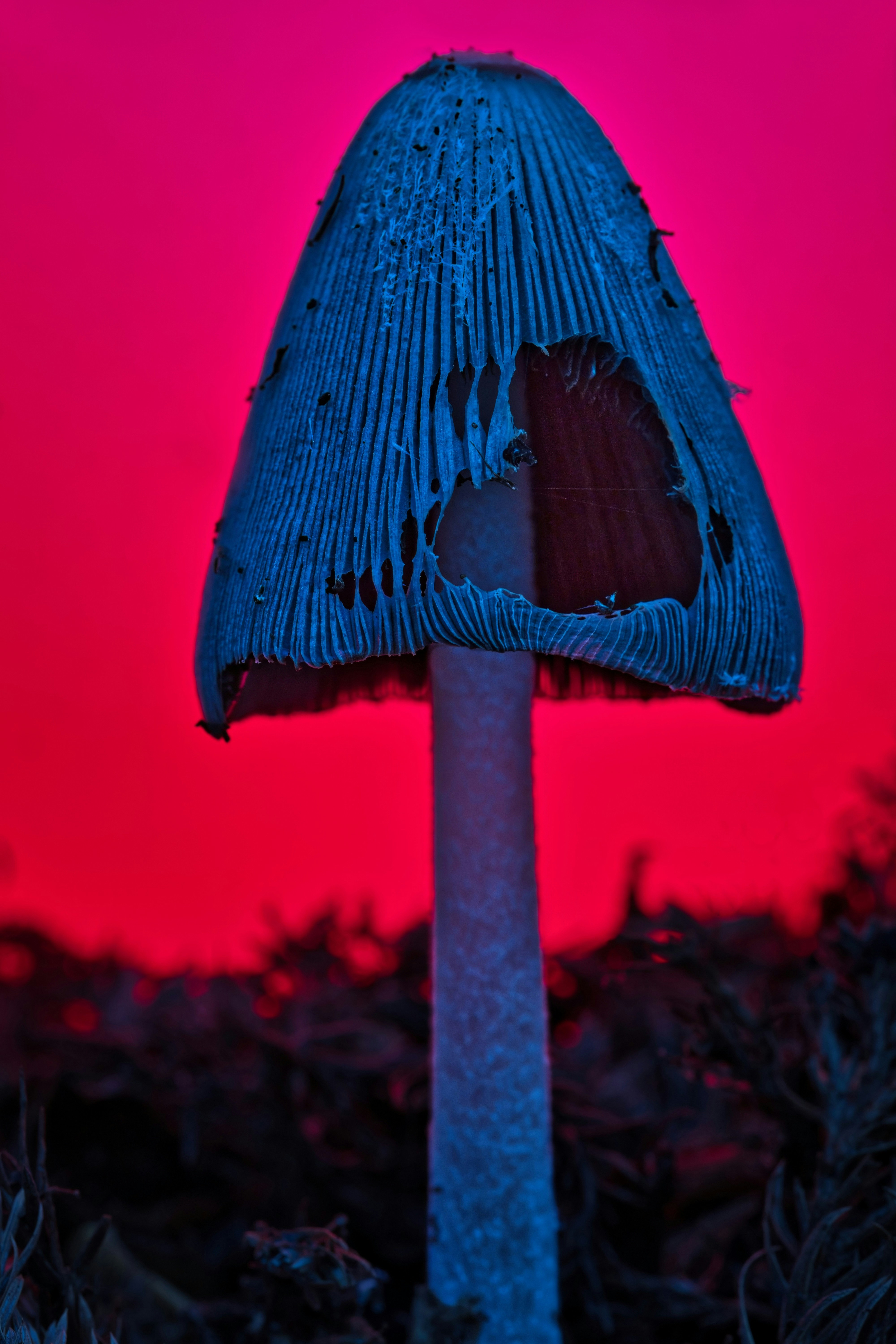 Blue-Mantled Mushroom Under a Neon Crimson Sky