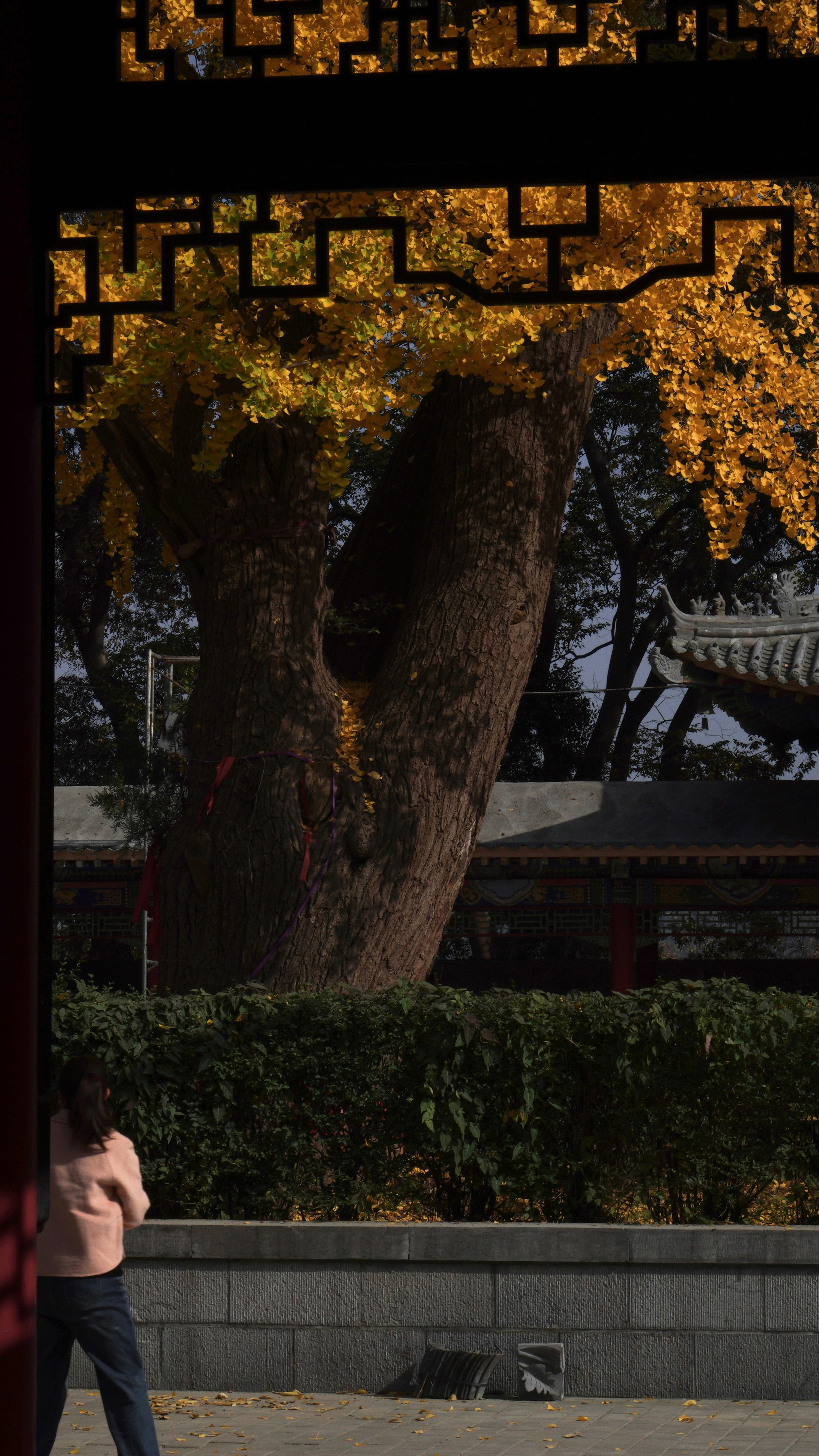 Golden Canopy Through a Framed Lattice Gate