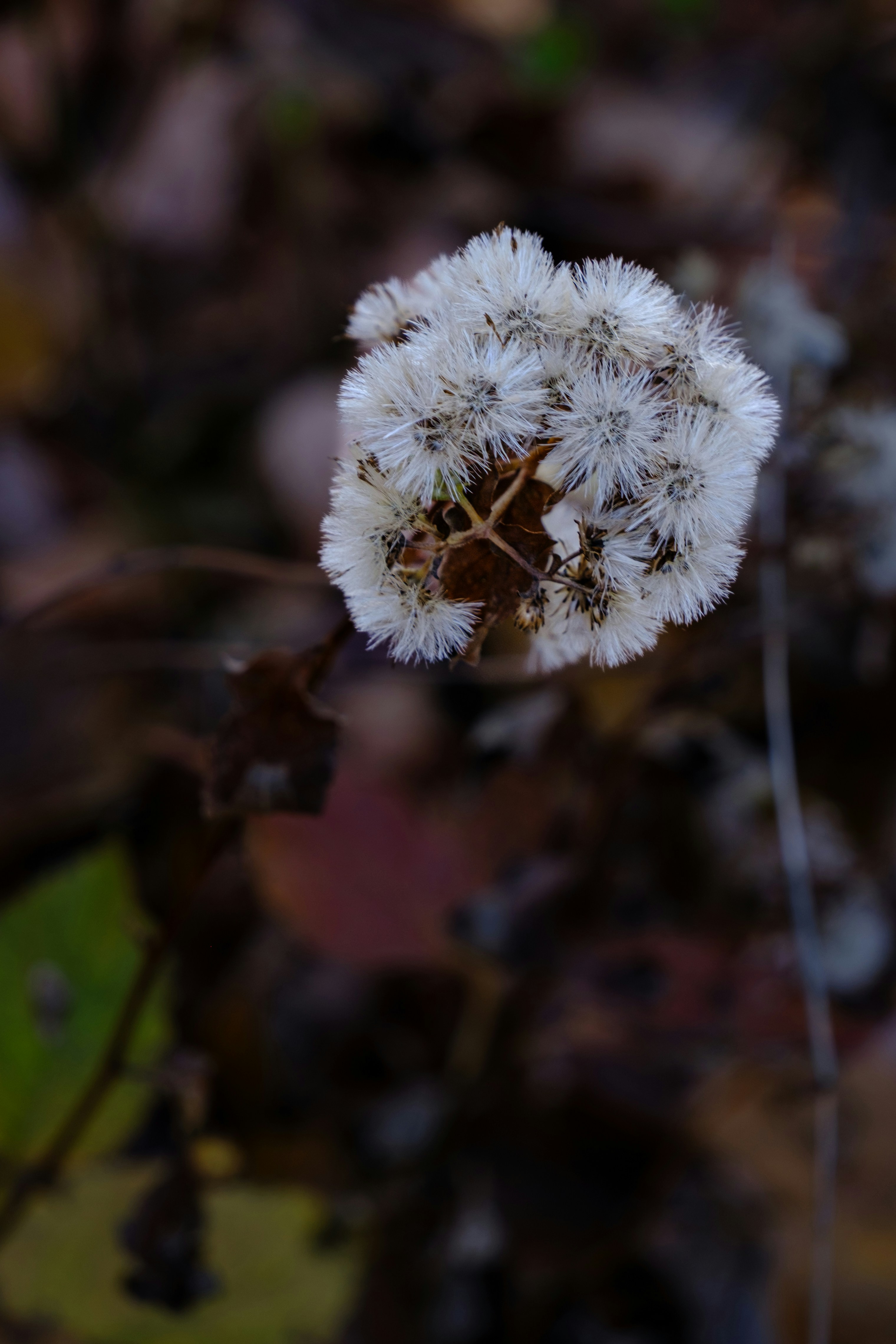 Photo by MICHAEL CHIARA with Fujifilm X-H2S