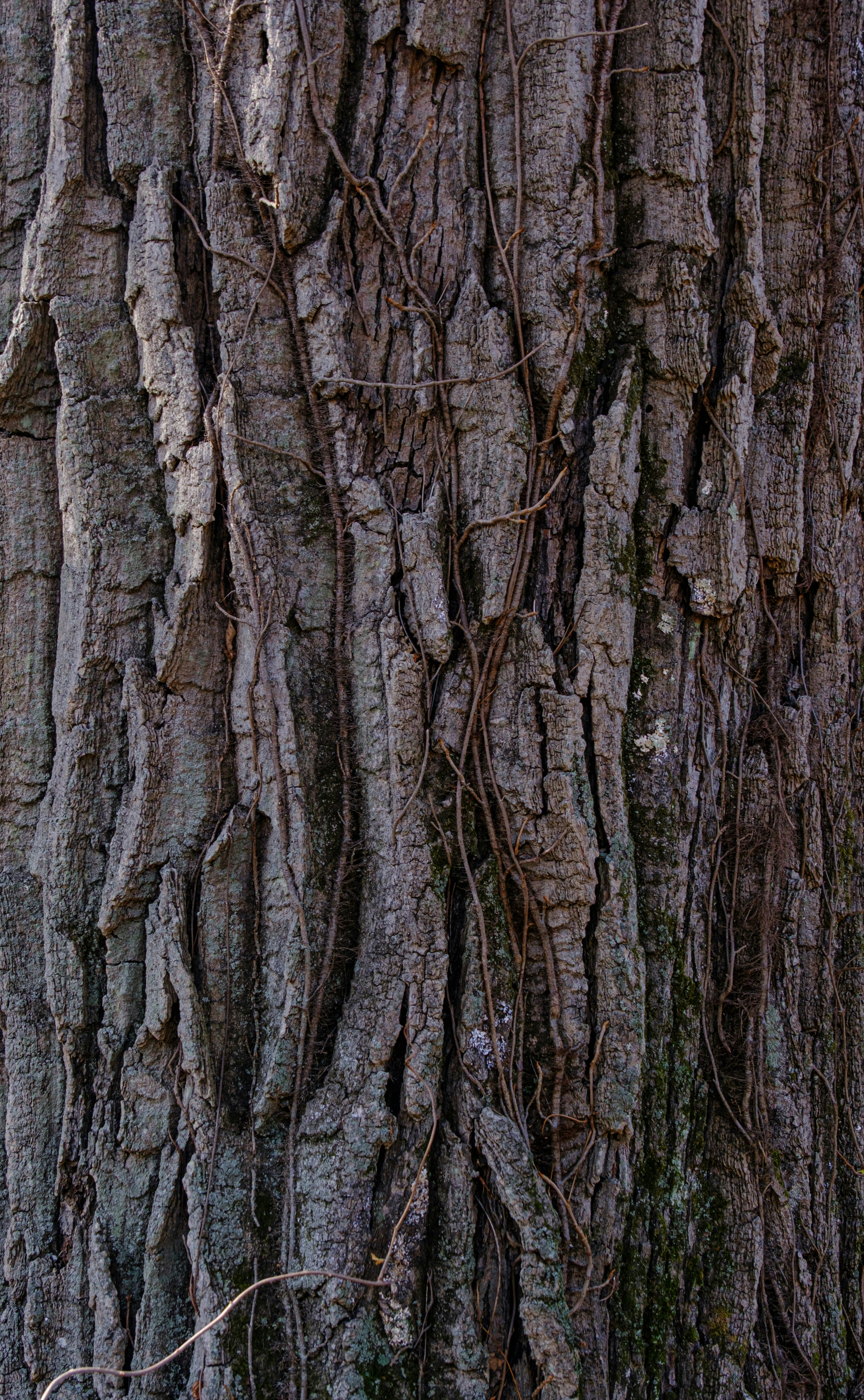 Rugged Bark Veins: a Vine-Wrapped Trunk Close-Up