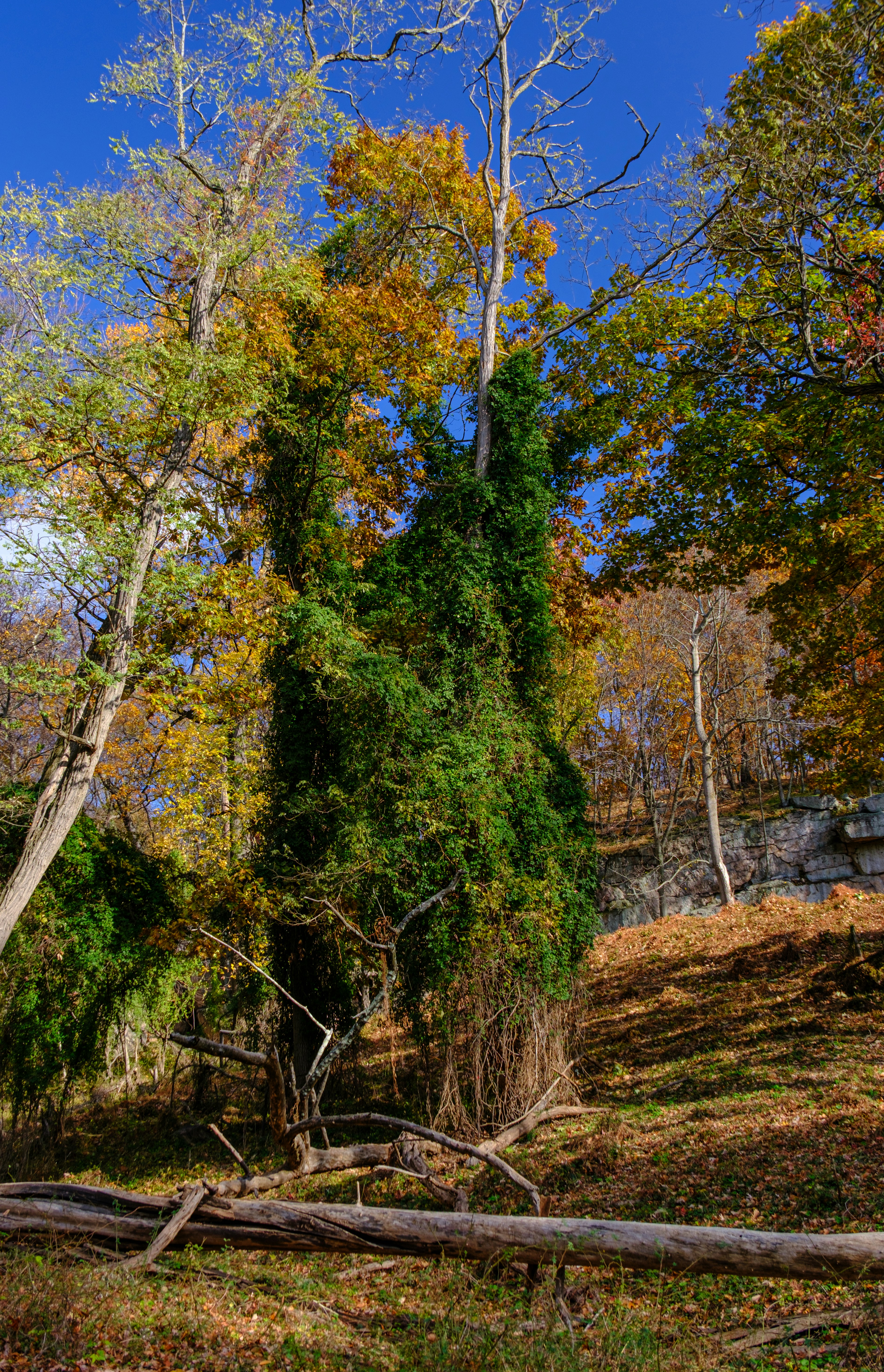 Ivy Sentinel in Autumn Light: A Quiet Forest Giant